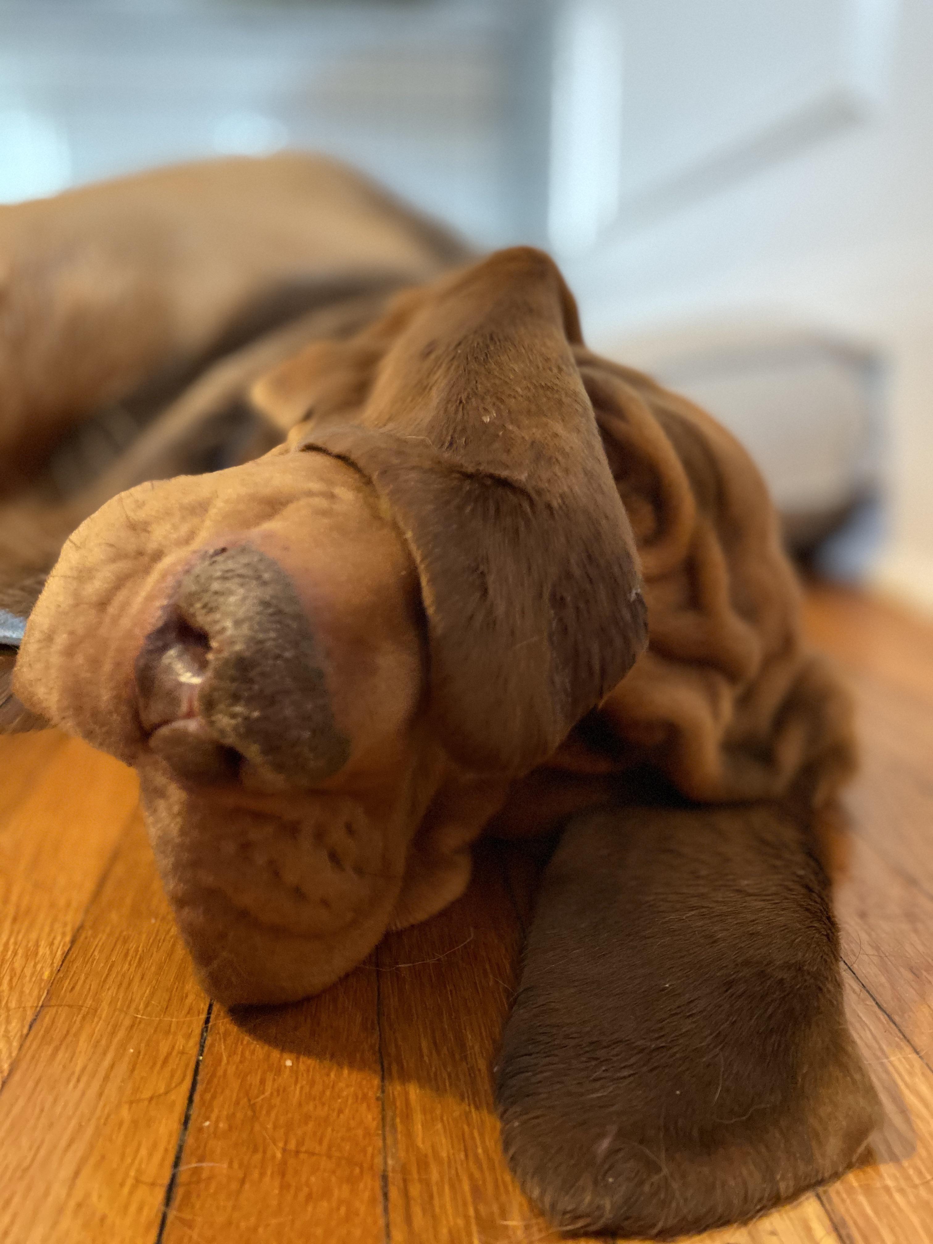 Henry and hIs napping habits | Scrolller
