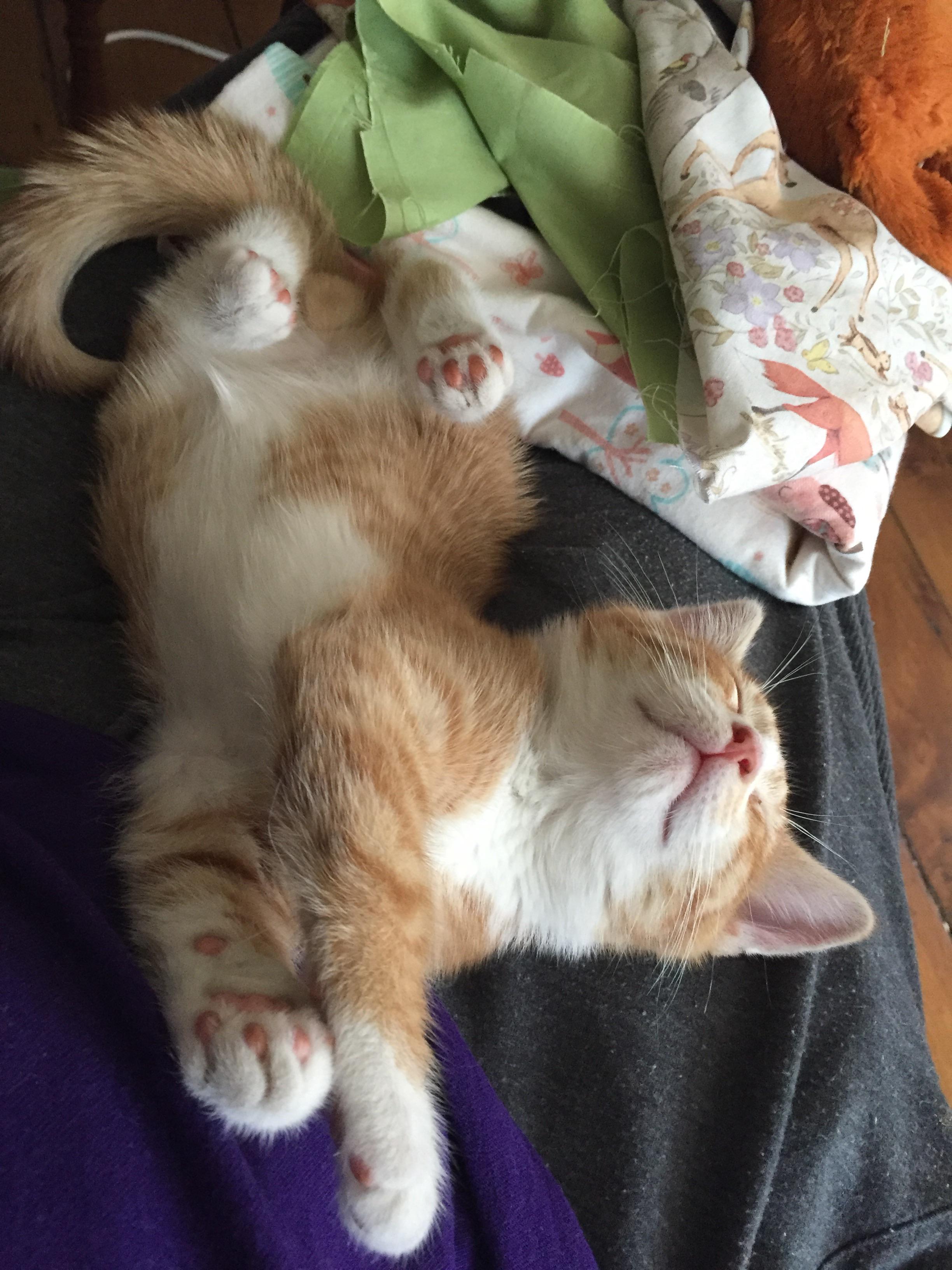 Henry as a kitten, showing off his feetsies | Scrolller