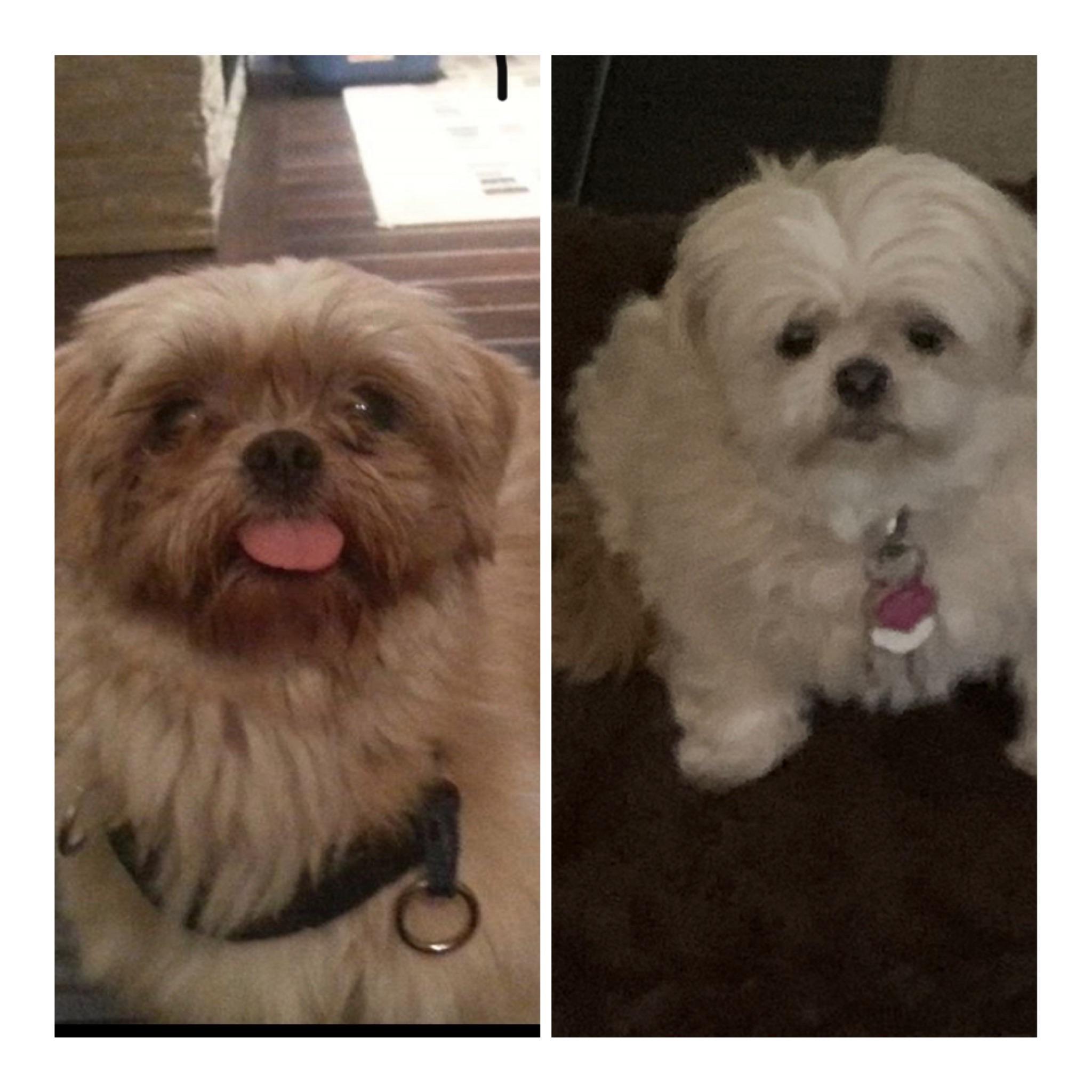 Her evolution after we rescued her 3 years ago | Scrolller