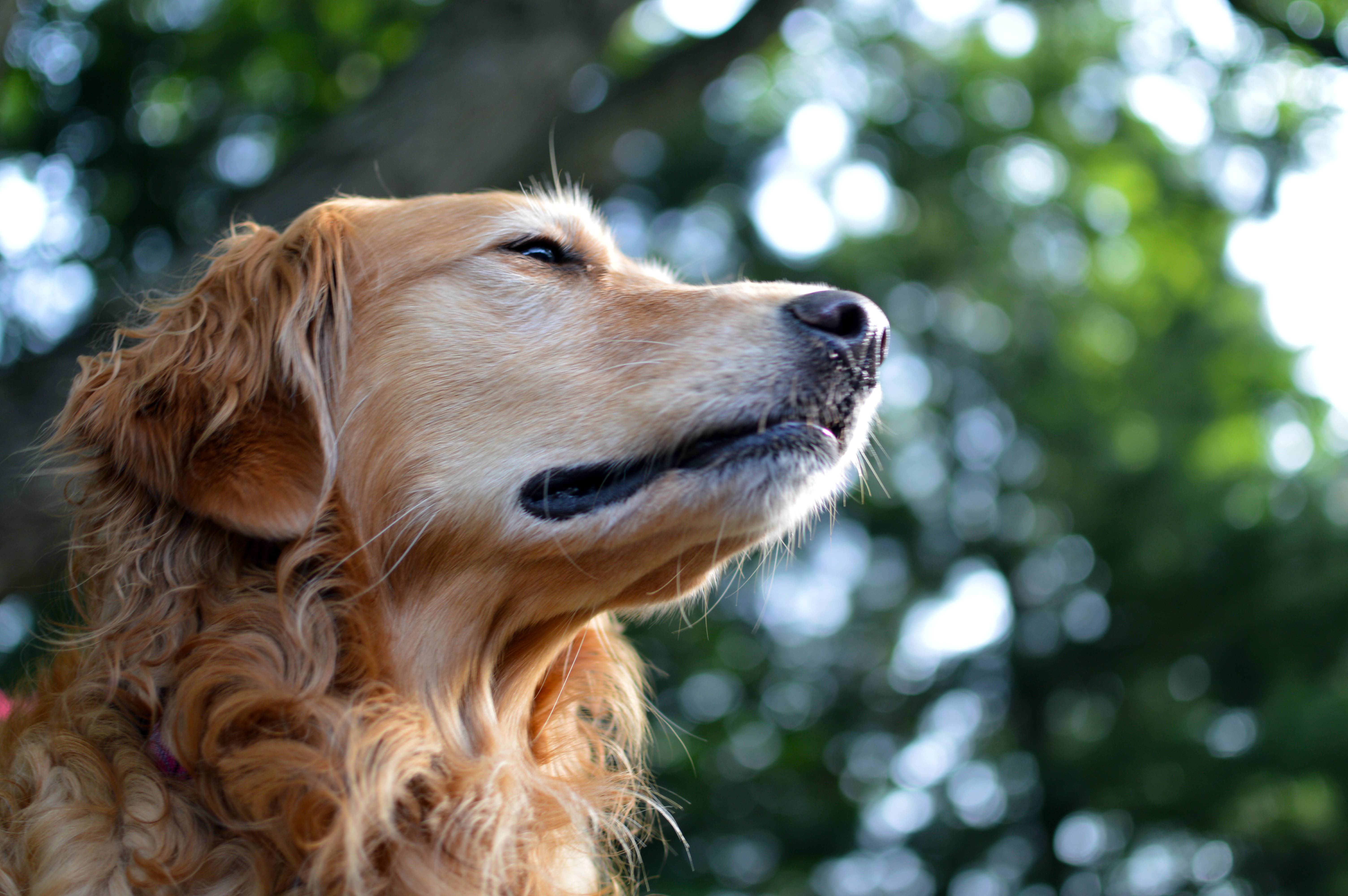 Her Golden Majesty. | Scrolller