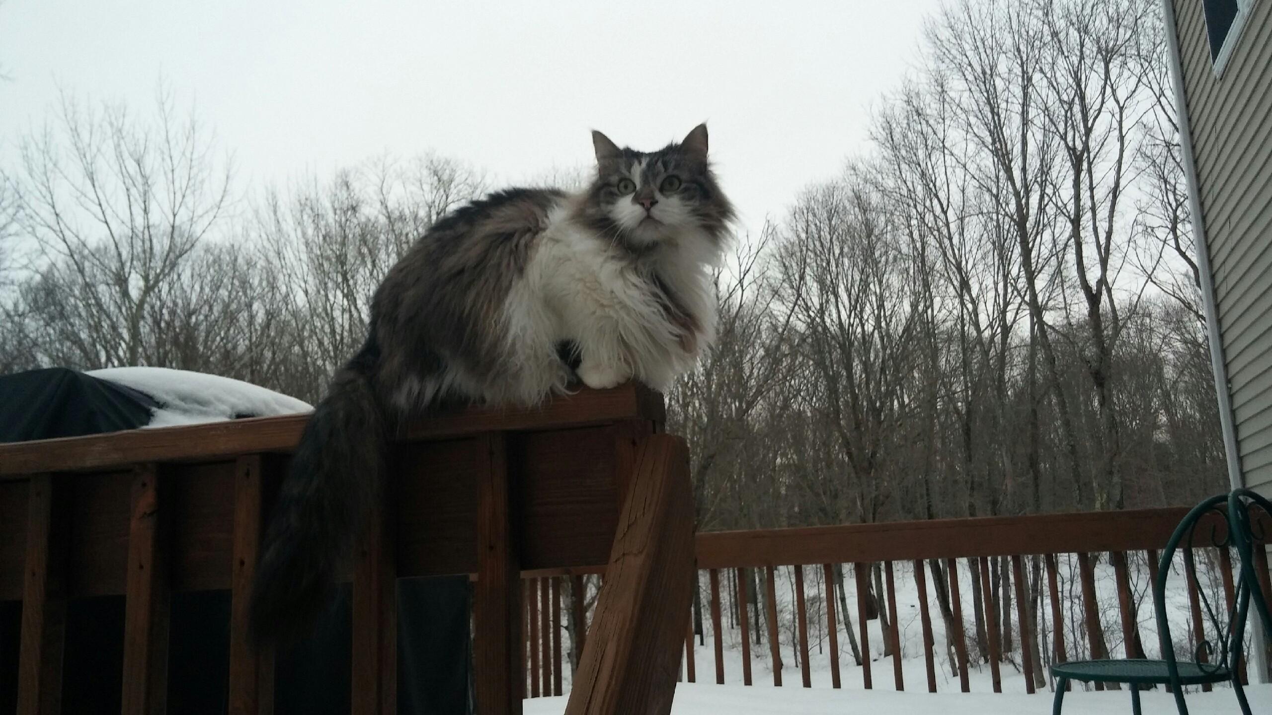 Her name is Savi. First time outside in a while. We live in New England. | Scrolller