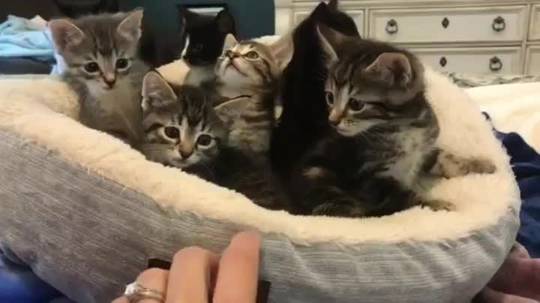 Here and there and everywhere, kittens kittens kittens | Scrolller