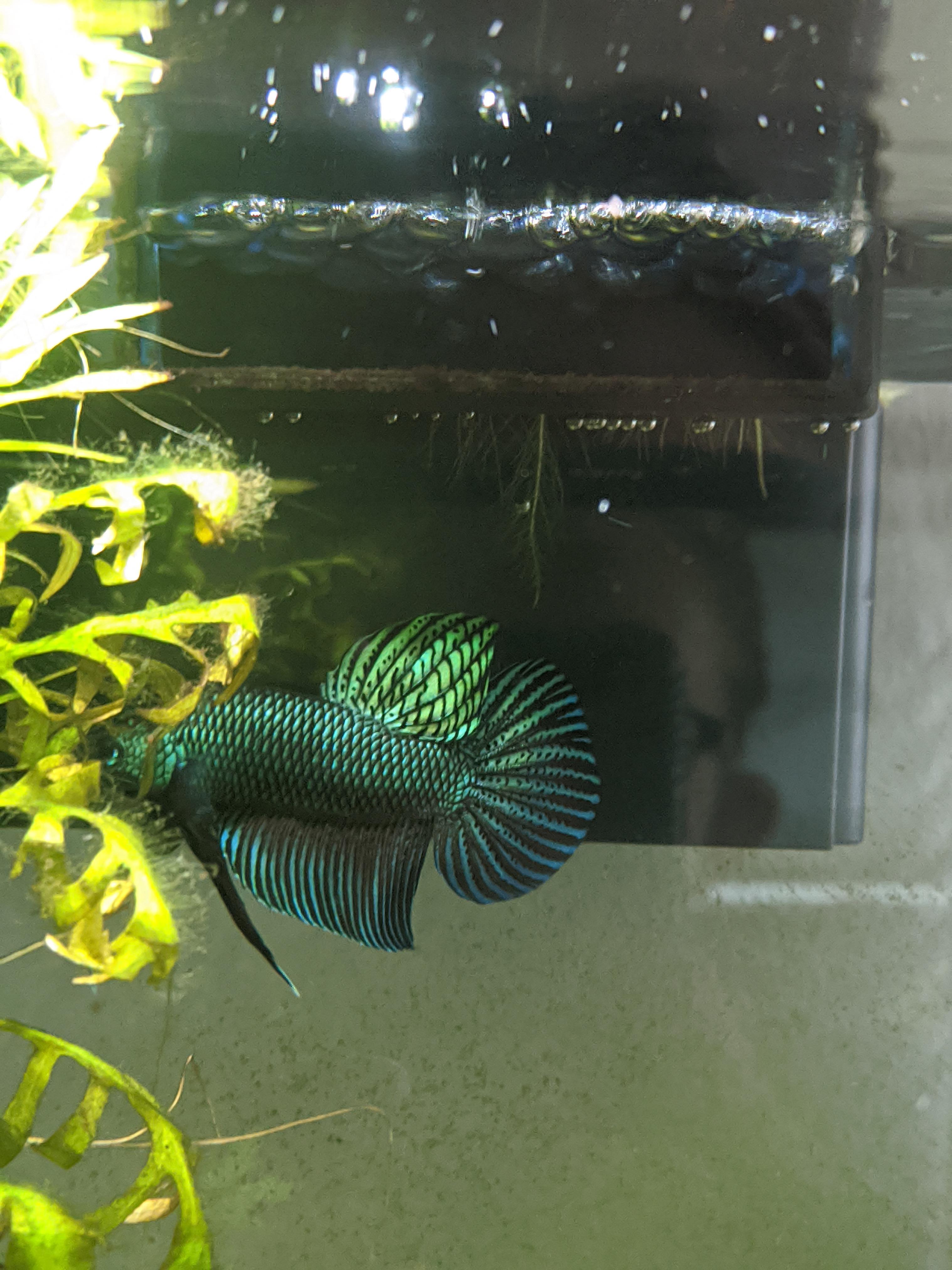 Here is a pic of my Betta smaragdina showing off. | Scrolller