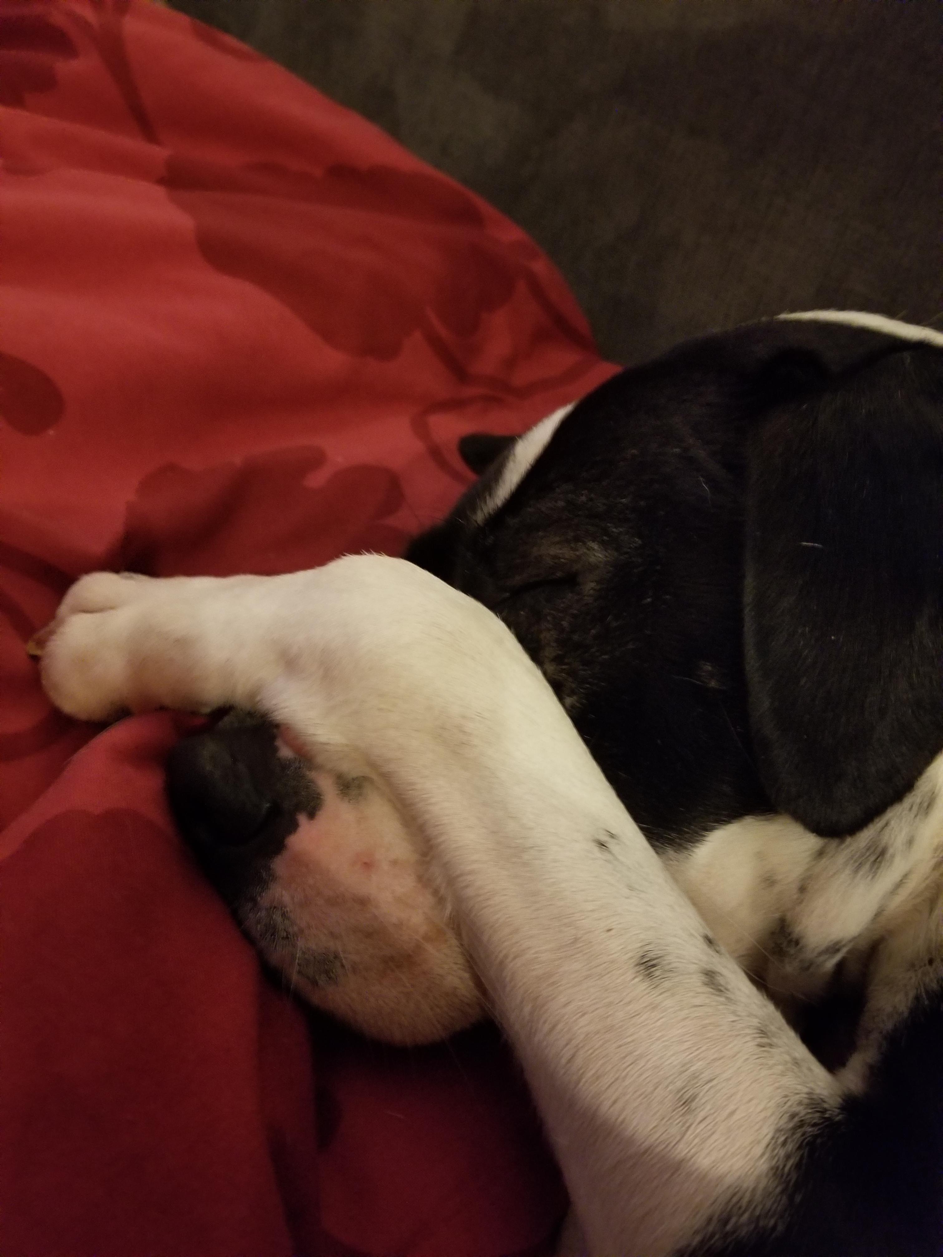 Here is another image of my good boy(Bruno) | Scrolller