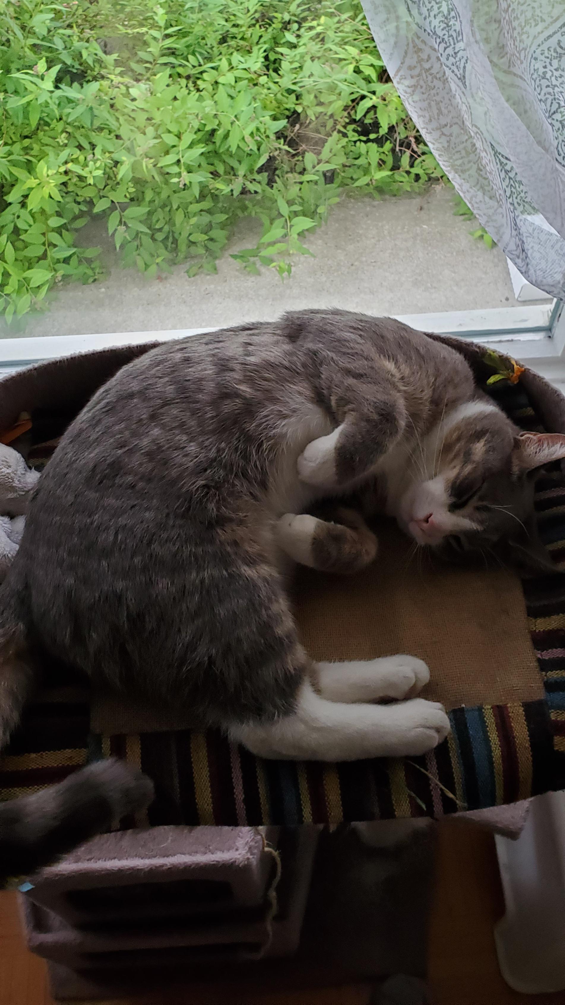 Here's claude, rescued stray cat. | Scrolller