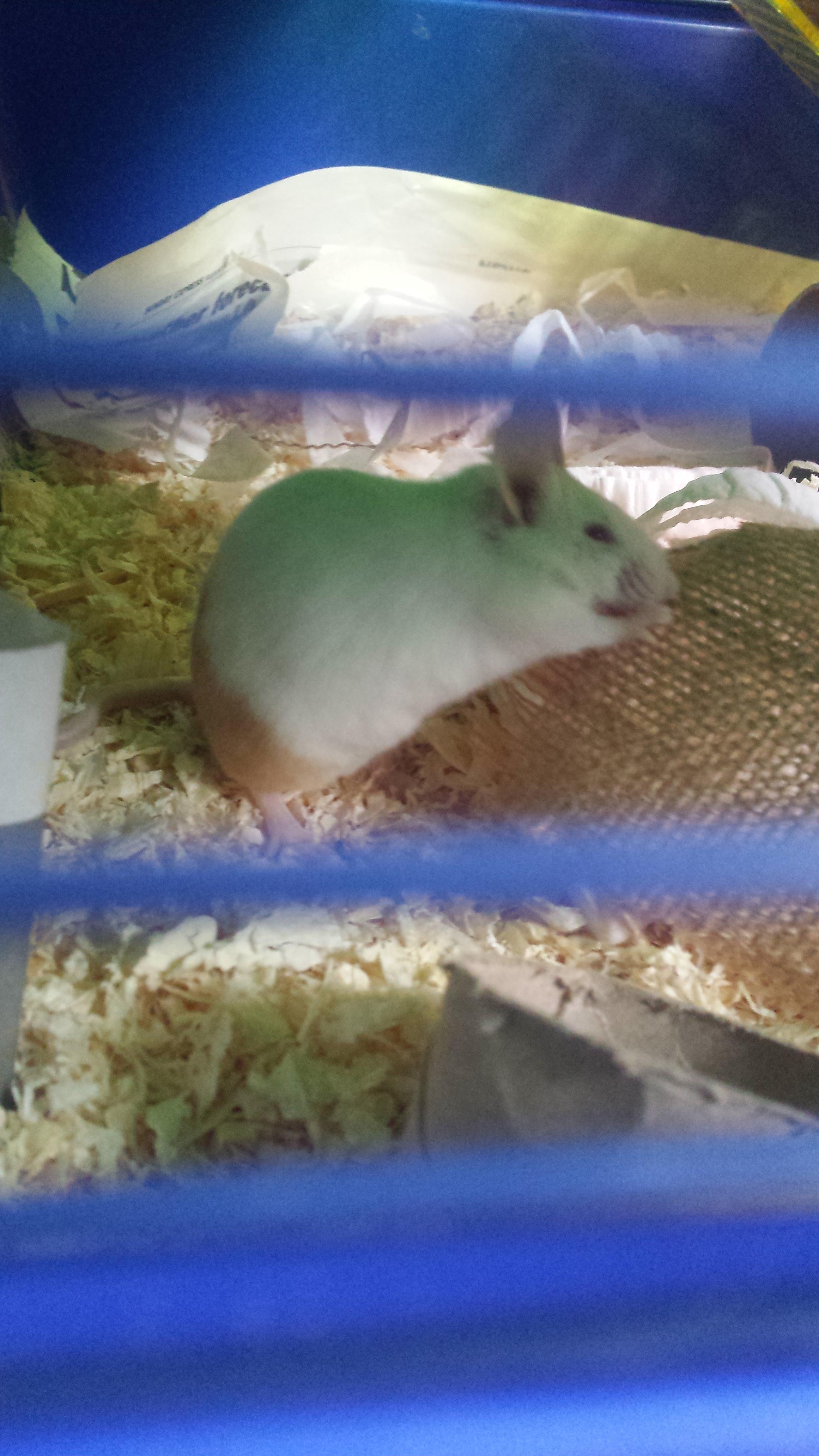 Here's my new little buddy, world, meet Buddy | Scrolller