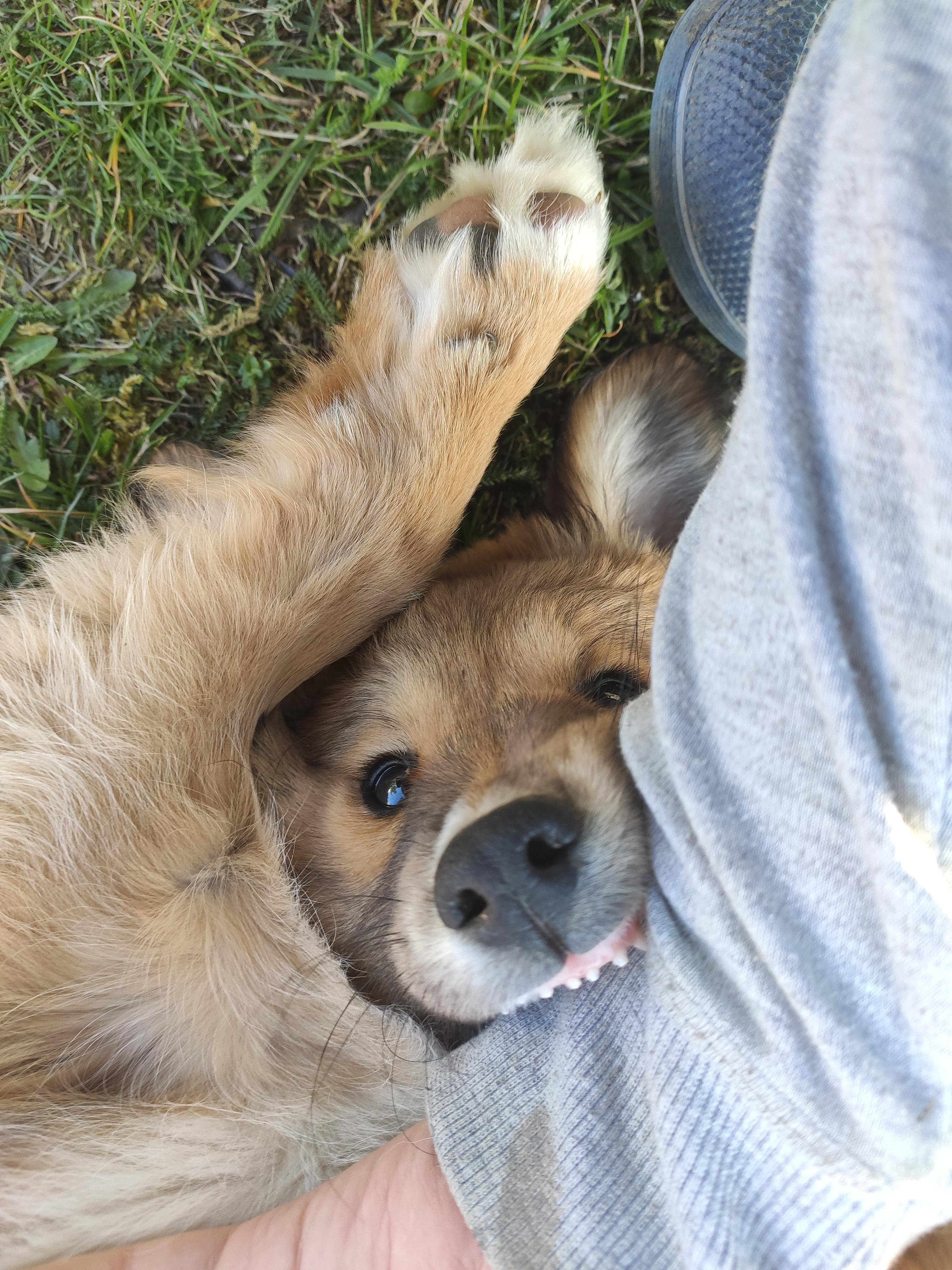 Here's Roxy with her adorable pupper toofers! | Scrolller