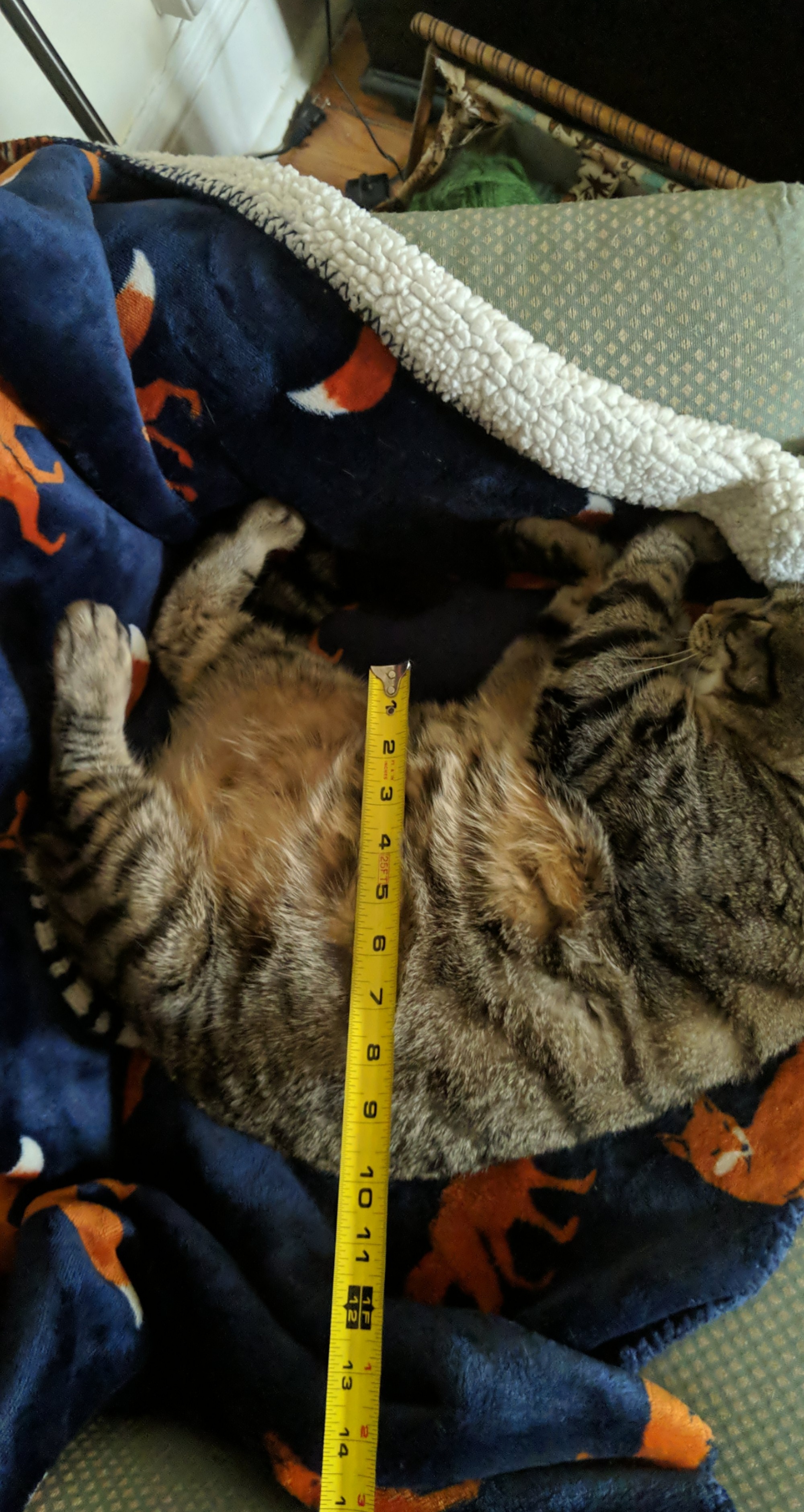 He's a chonker | Scrolller