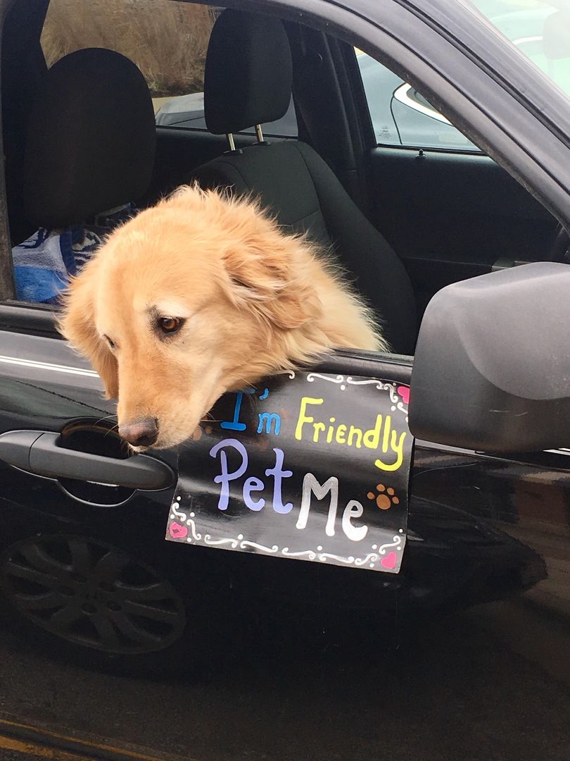 He's friendly. Pet him. | Scrolller