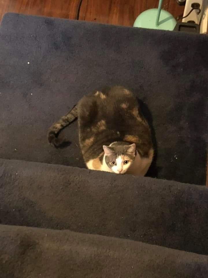 He's one chonky boi | Scrolller