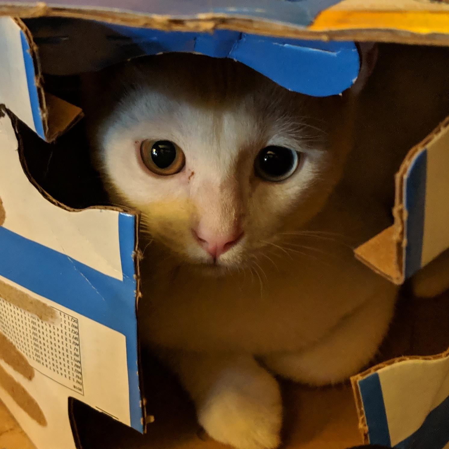 He's the cat in the box... | Scrolller