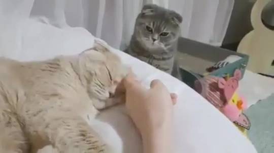 HEY WATCHA DOING - STOP IT AND PAT ME PLEASE | Scrolller