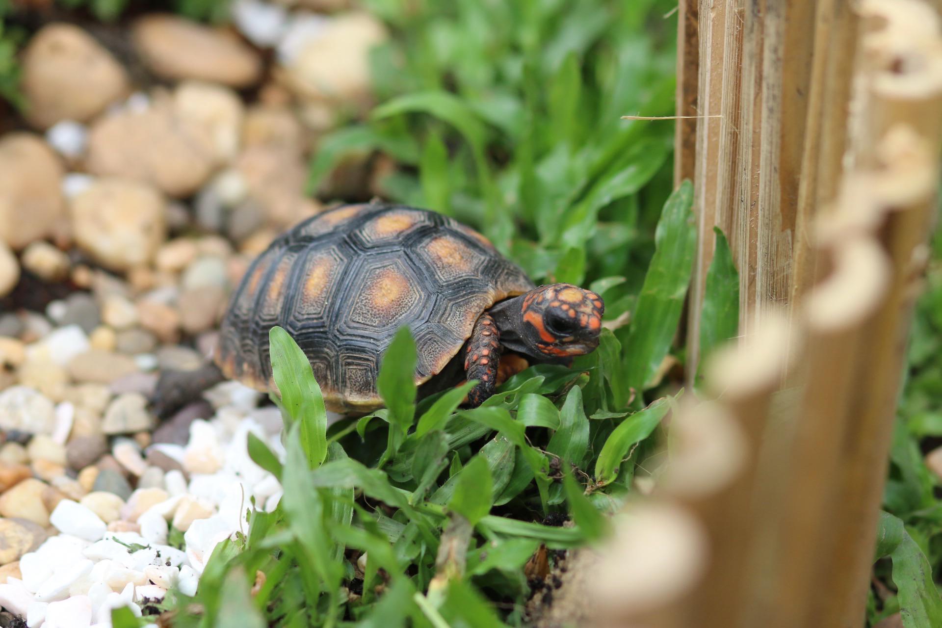 Hi Cherry | Scrolller