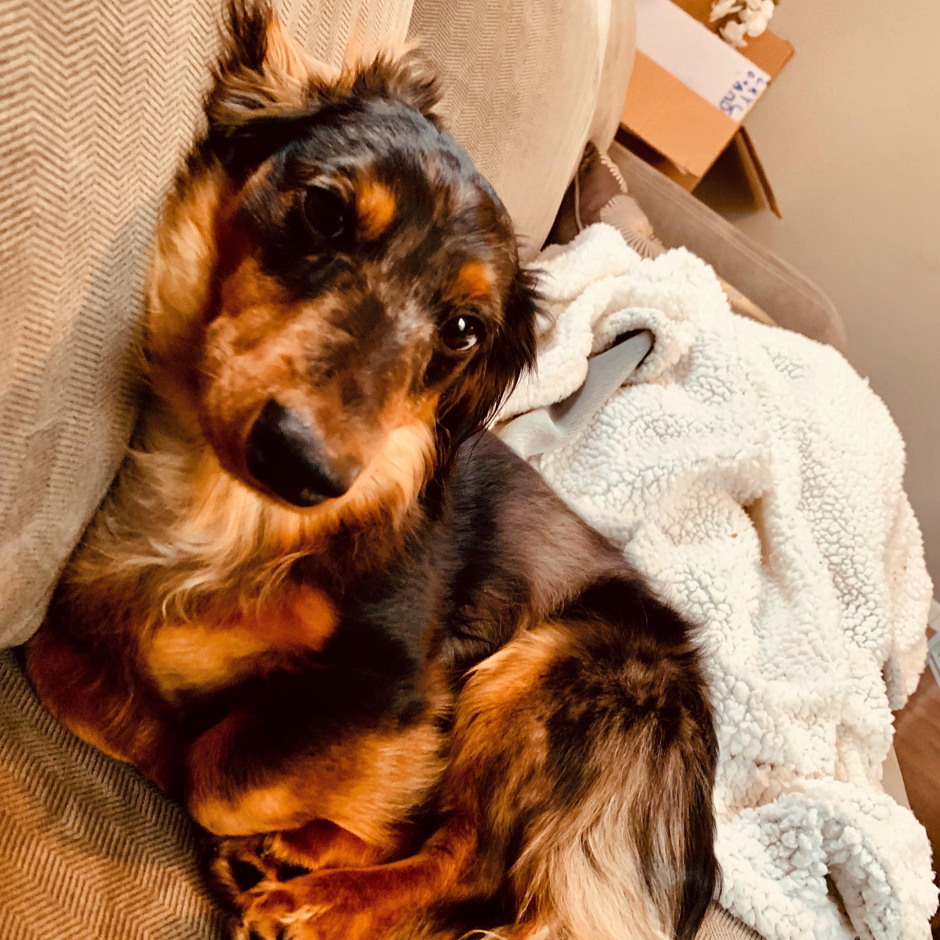 Hi from “fluff butt!” | Scrolller