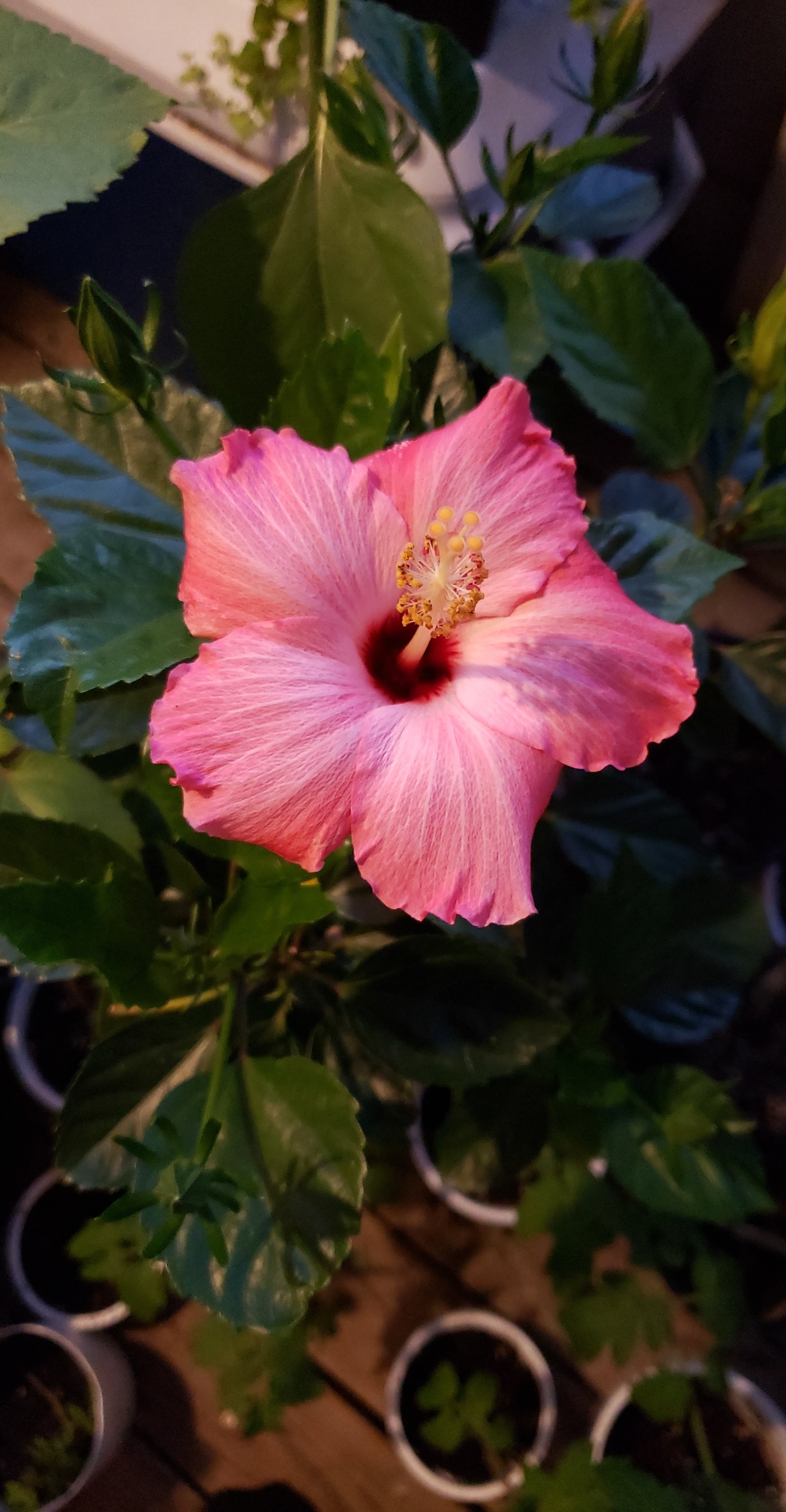 Hibiscus braid 😍 | Scrolller