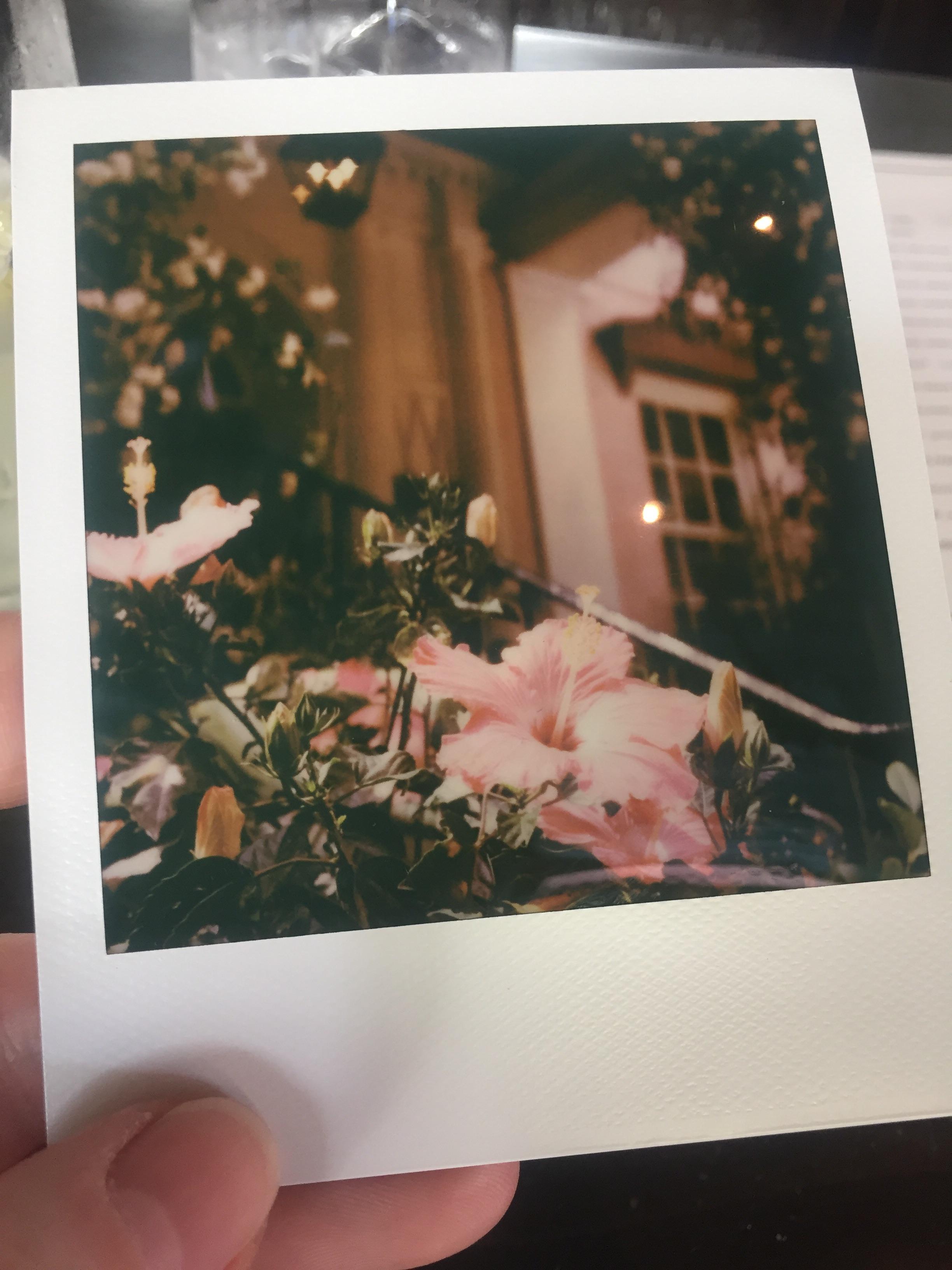 Hibiscus with SX-70 | Scrolller