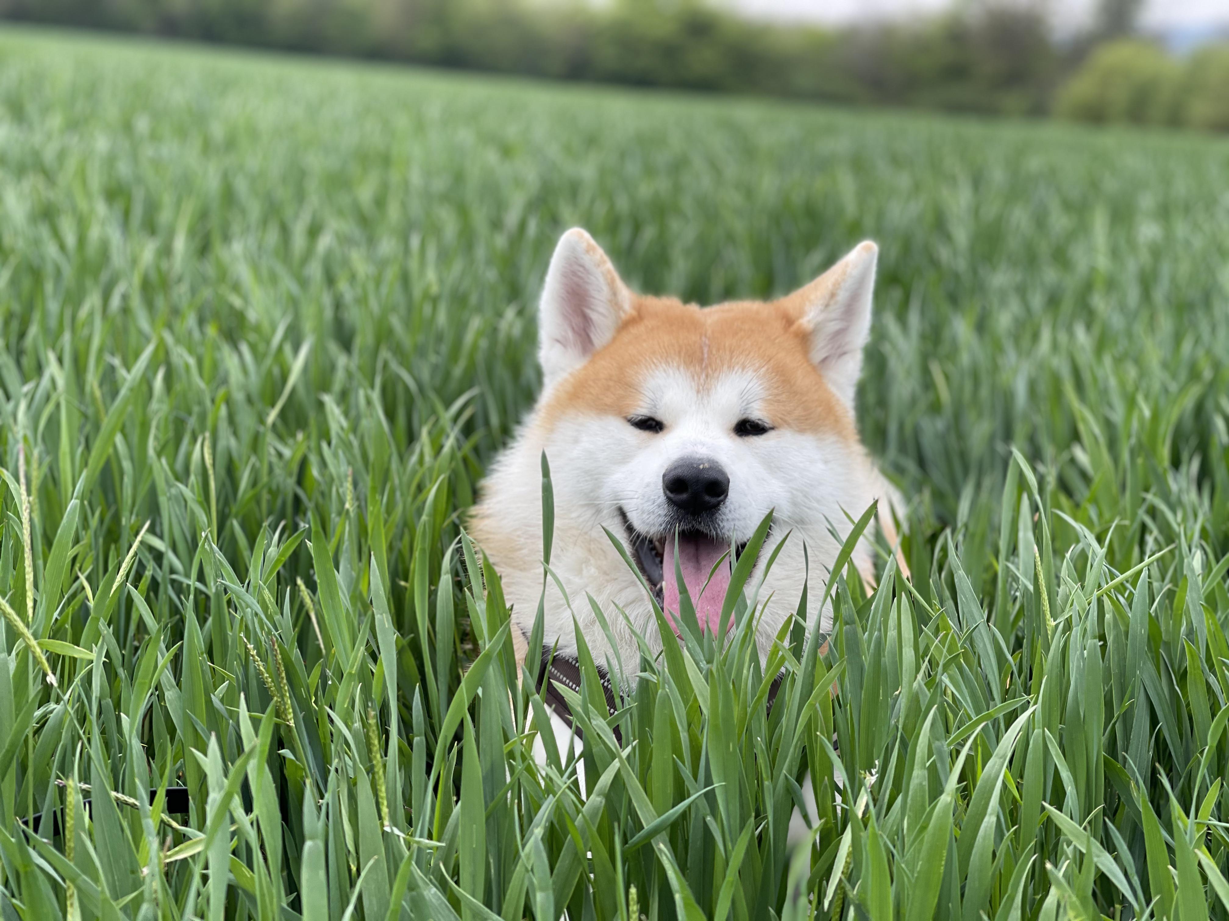 Hidden Akita | Scrolller