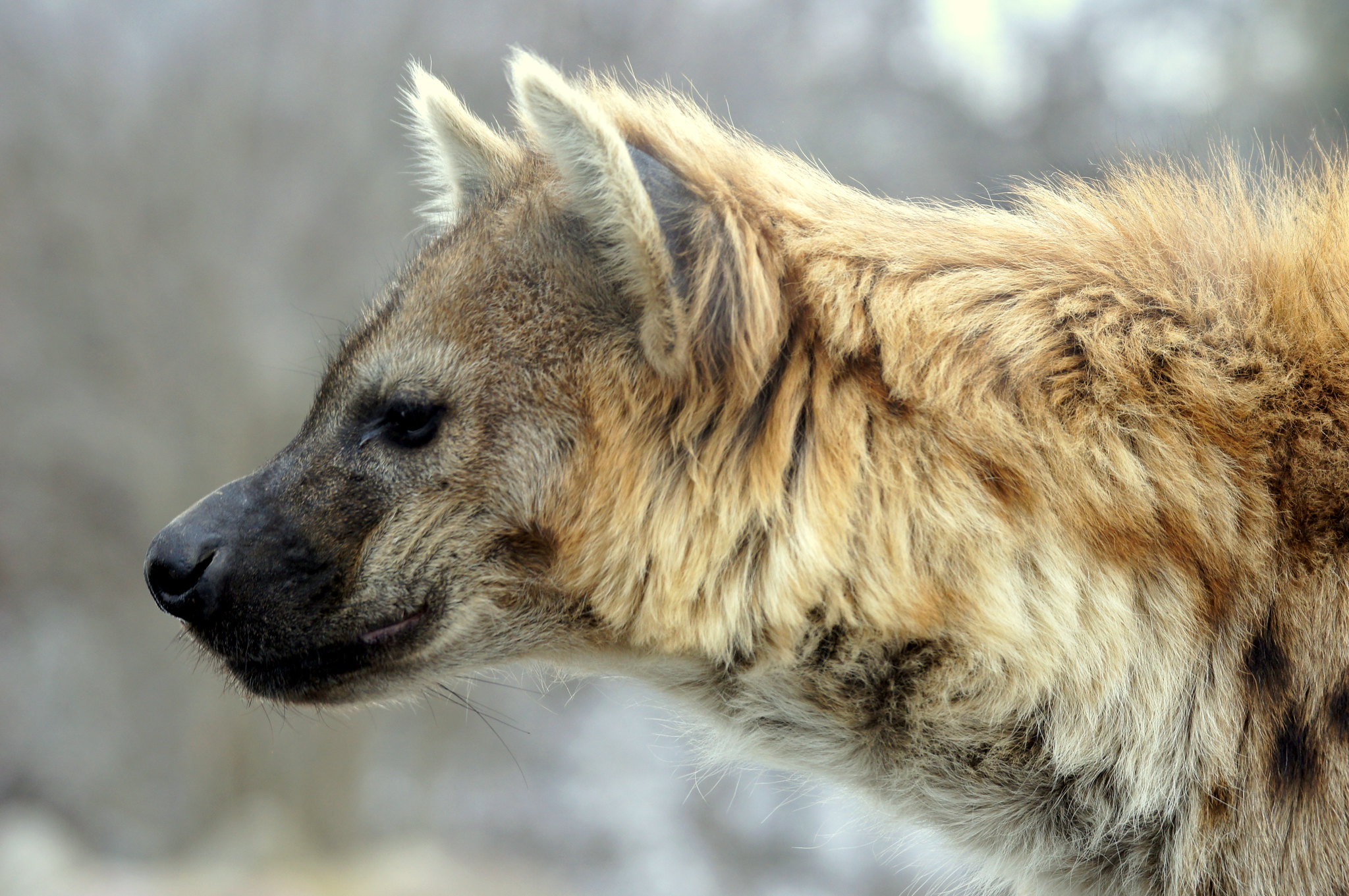 High-Res Spotted hyena | Scrolller