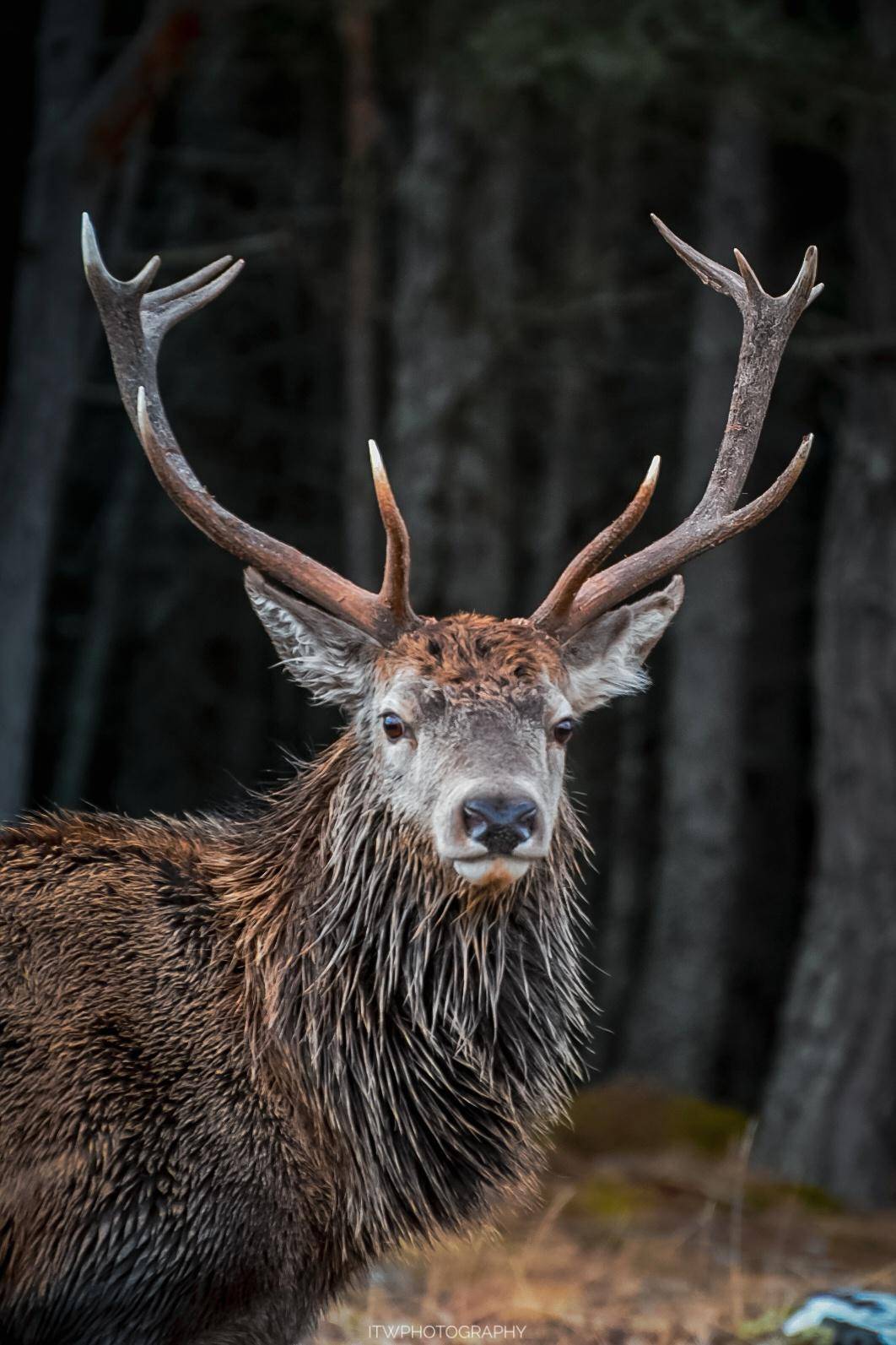 Highland Red Deer | Scrolller