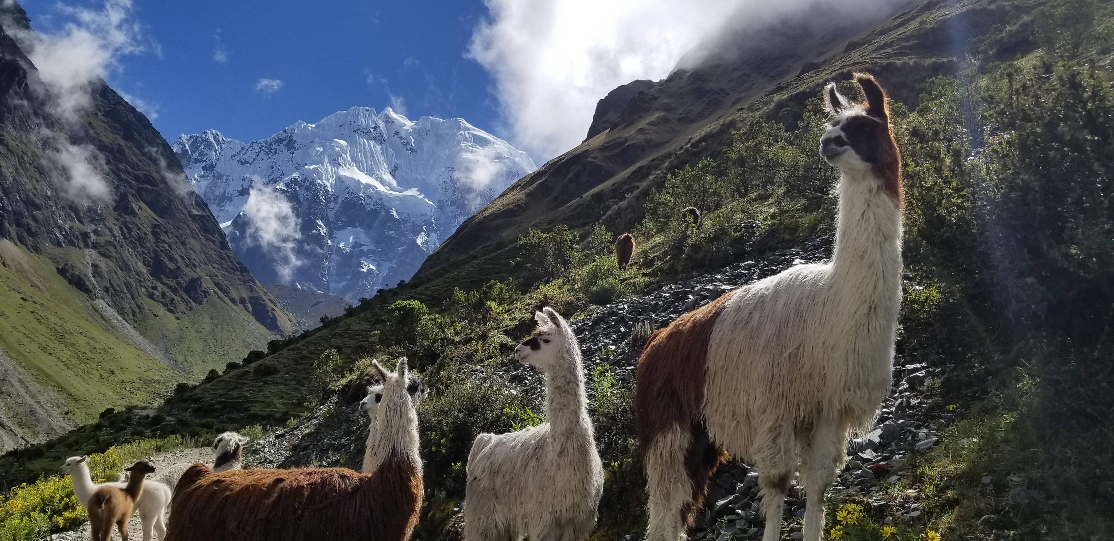 Hiked in Peru and stumbled upon these llamas. | Scrolller