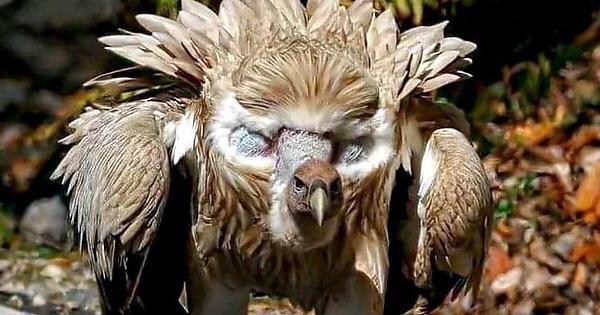 🔥 Himalayan griffon vulture showing its fake eyes for intimidating | Scrolller