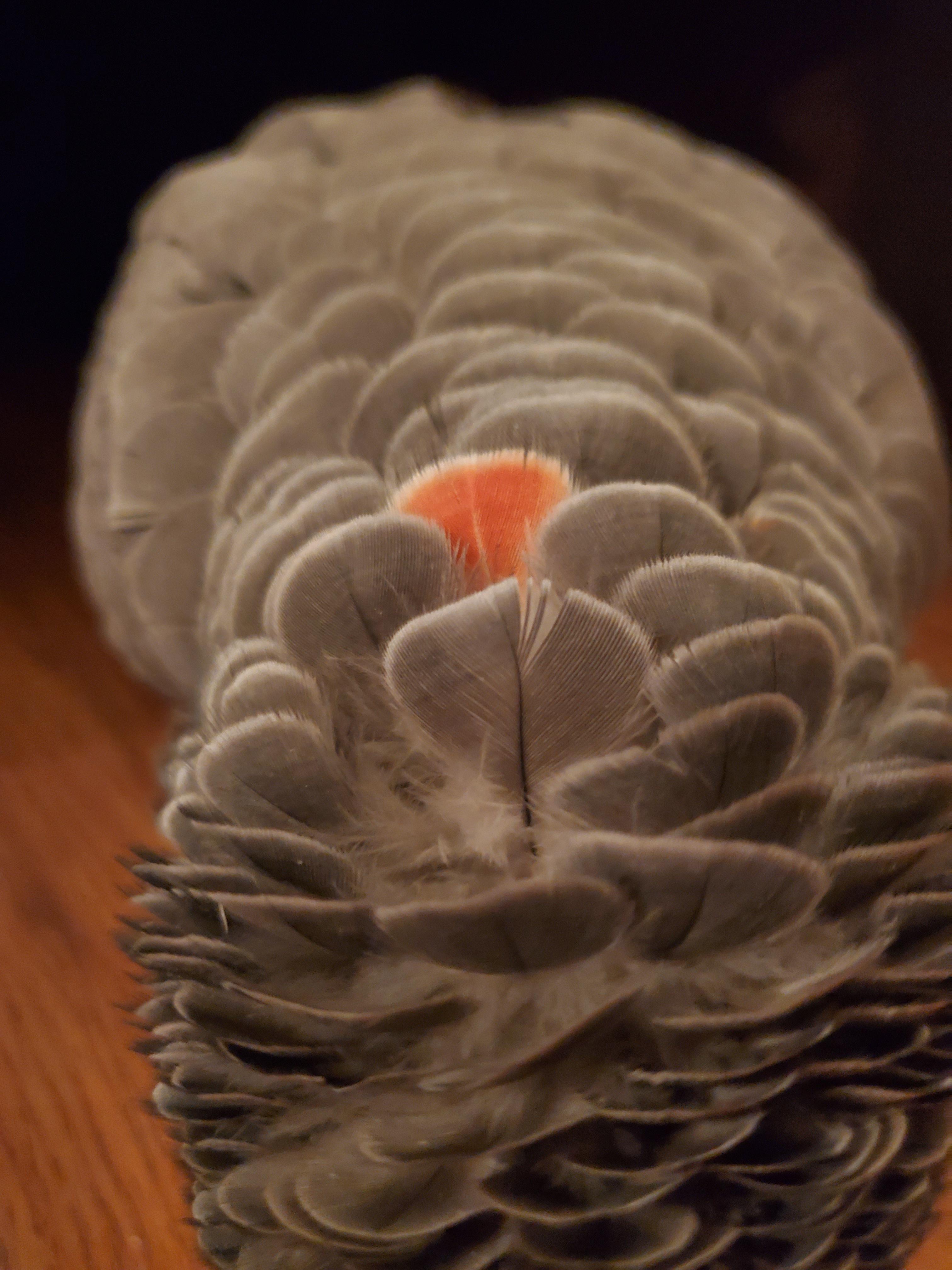 His cute little red feather | Scrolller