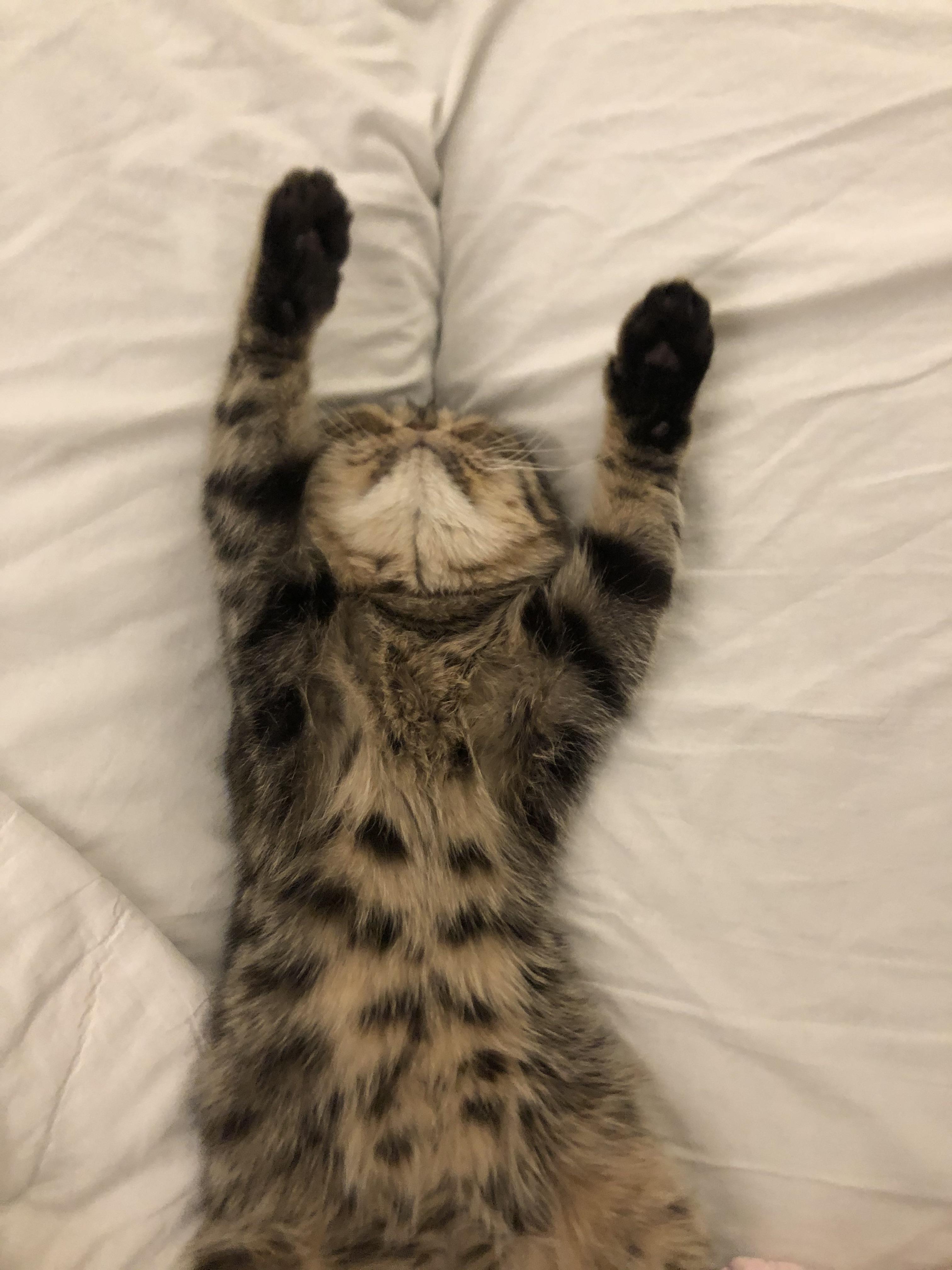 His favorite sleep position | Scrolller