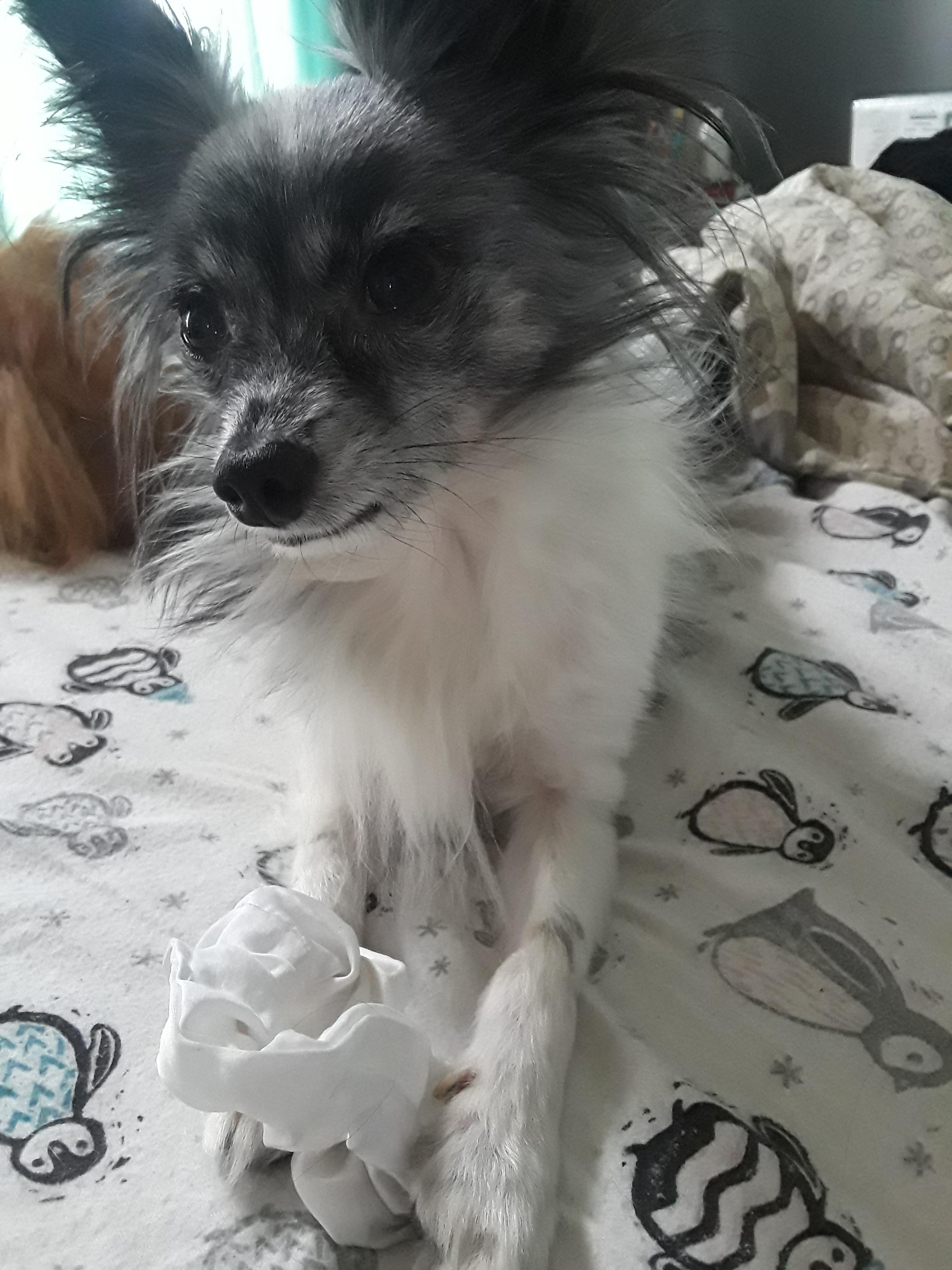 His favorite toy is a scrunchie. | Scrolller