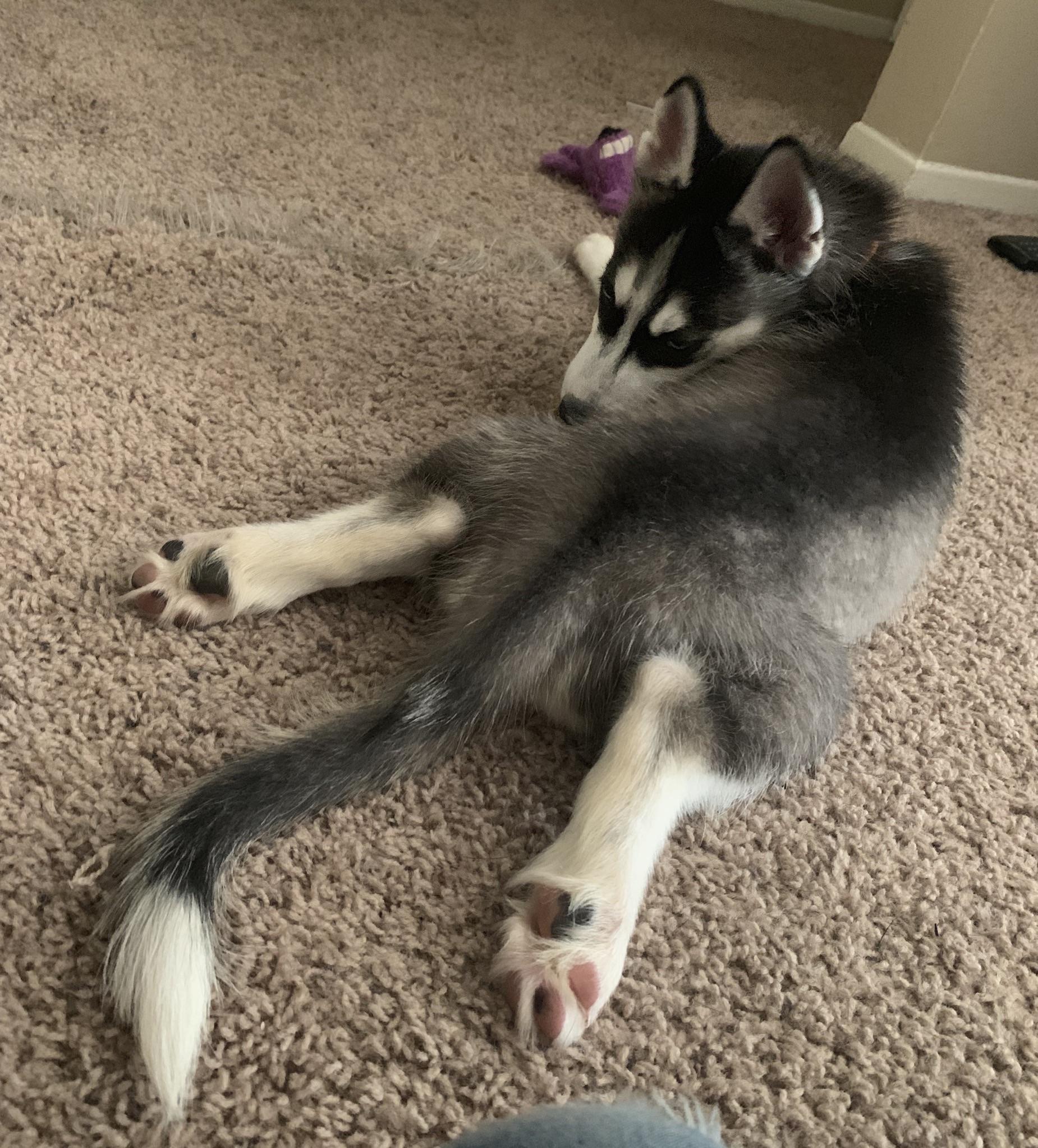 His first sploot I’ve been waiting for this moment! | Scrolller