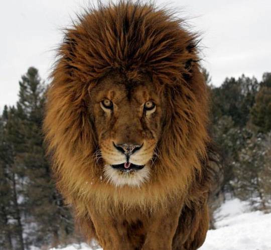 His Majesty | Scrolller