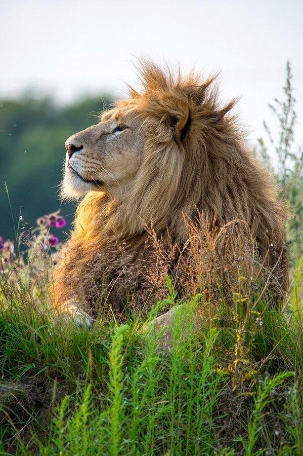 His majesty the king 👑 | Scrolller