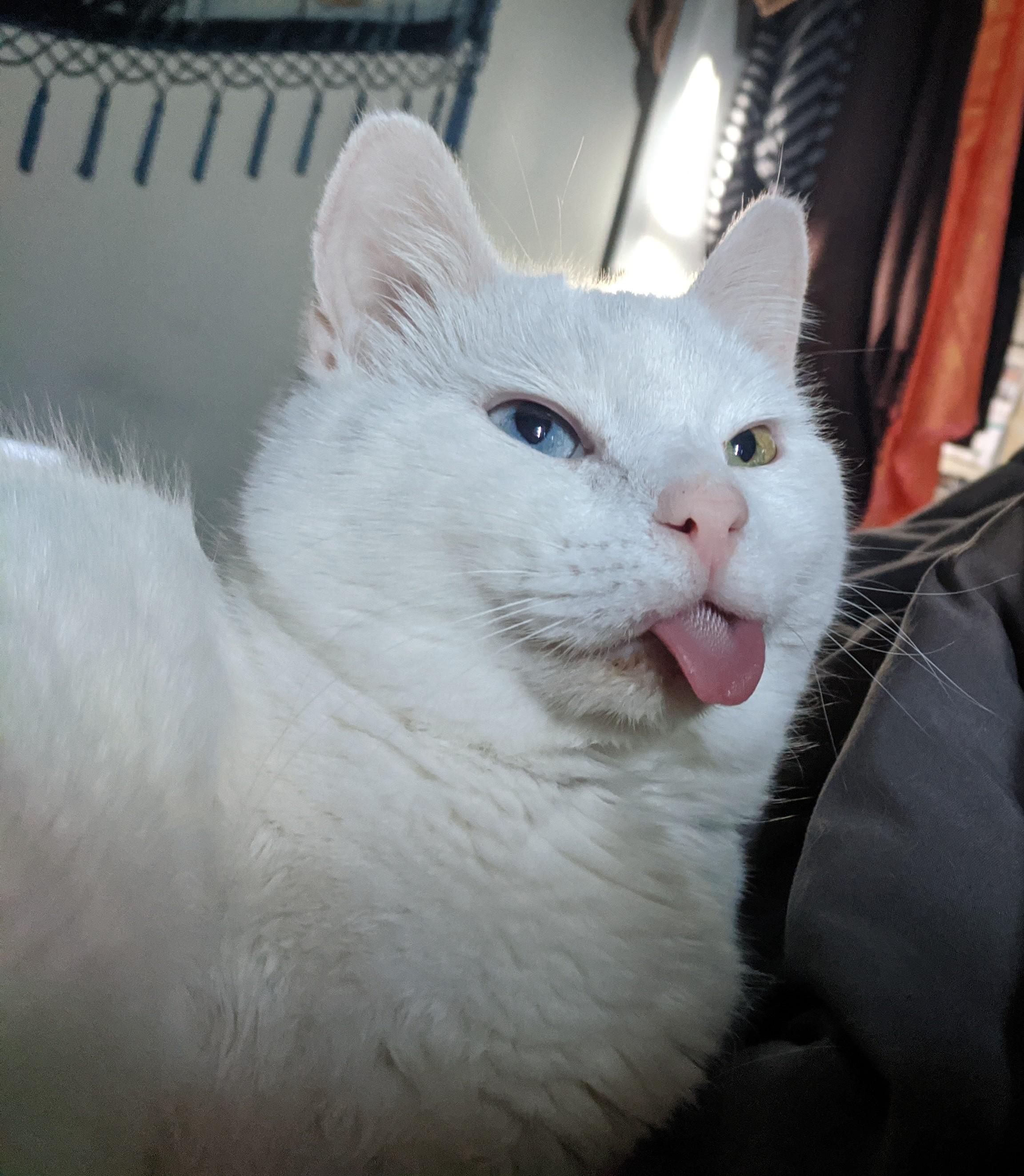 His name is Blep ! | Scrolller