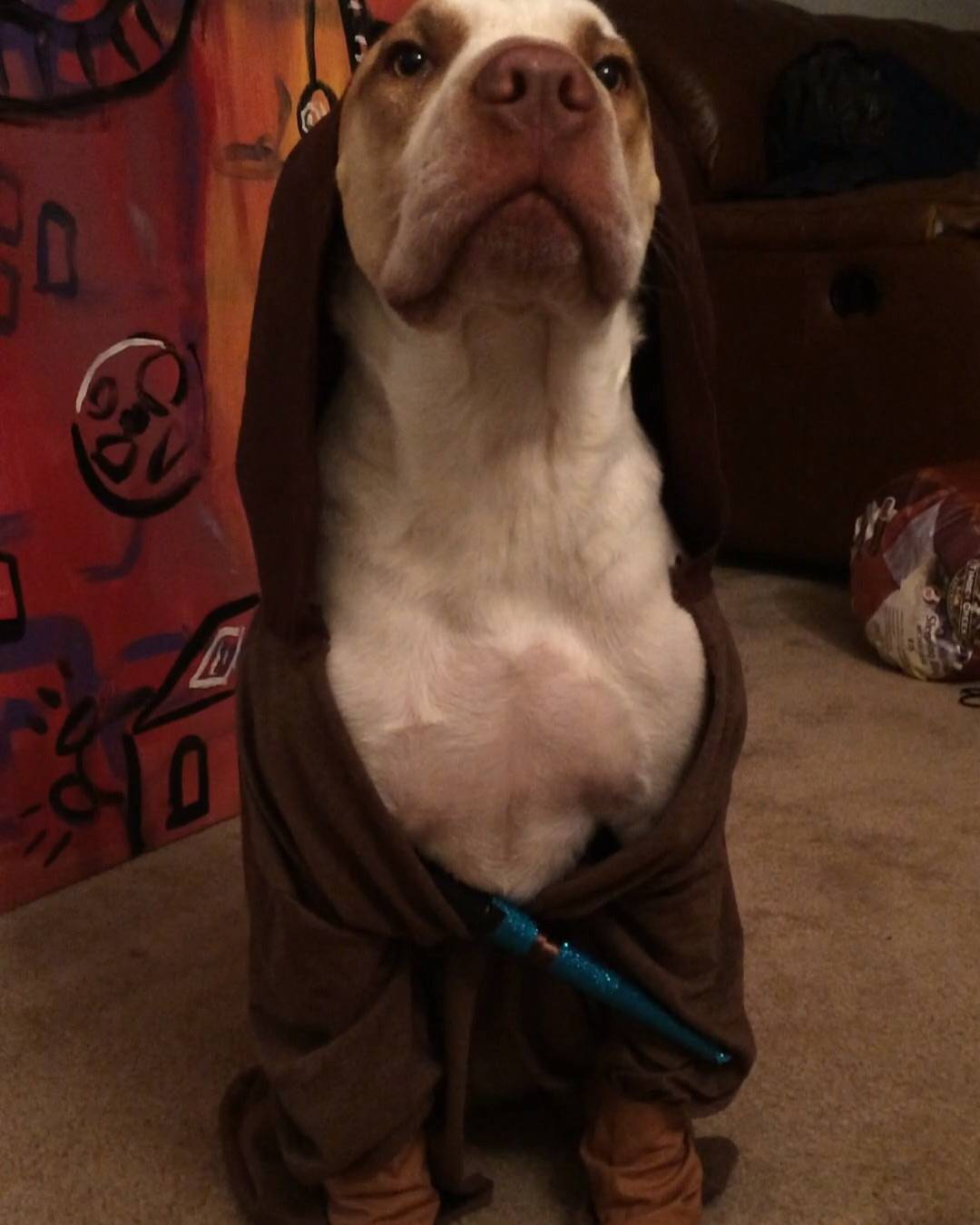 His name is Toby. Toby Wan Kenobi. | Scrolller His name is Toby. Toby Wan Kenobi. | Scrolller