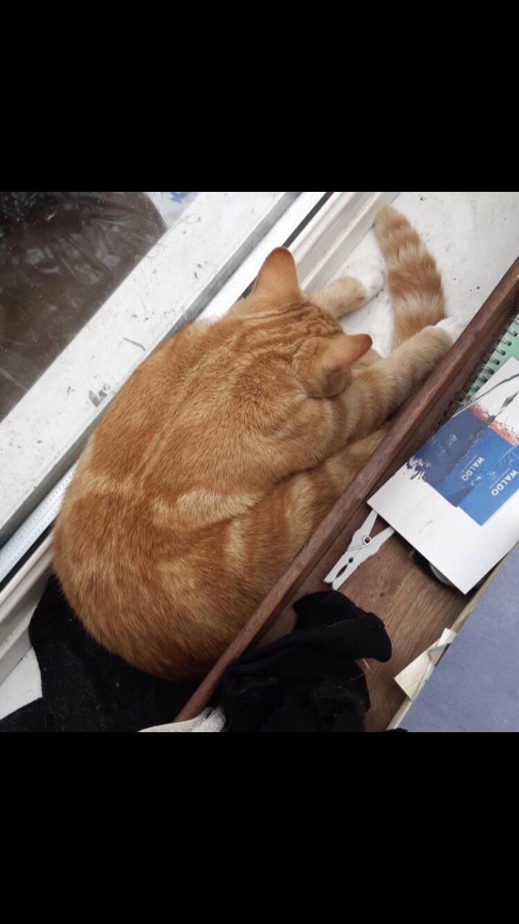 His napping position | Scrolller