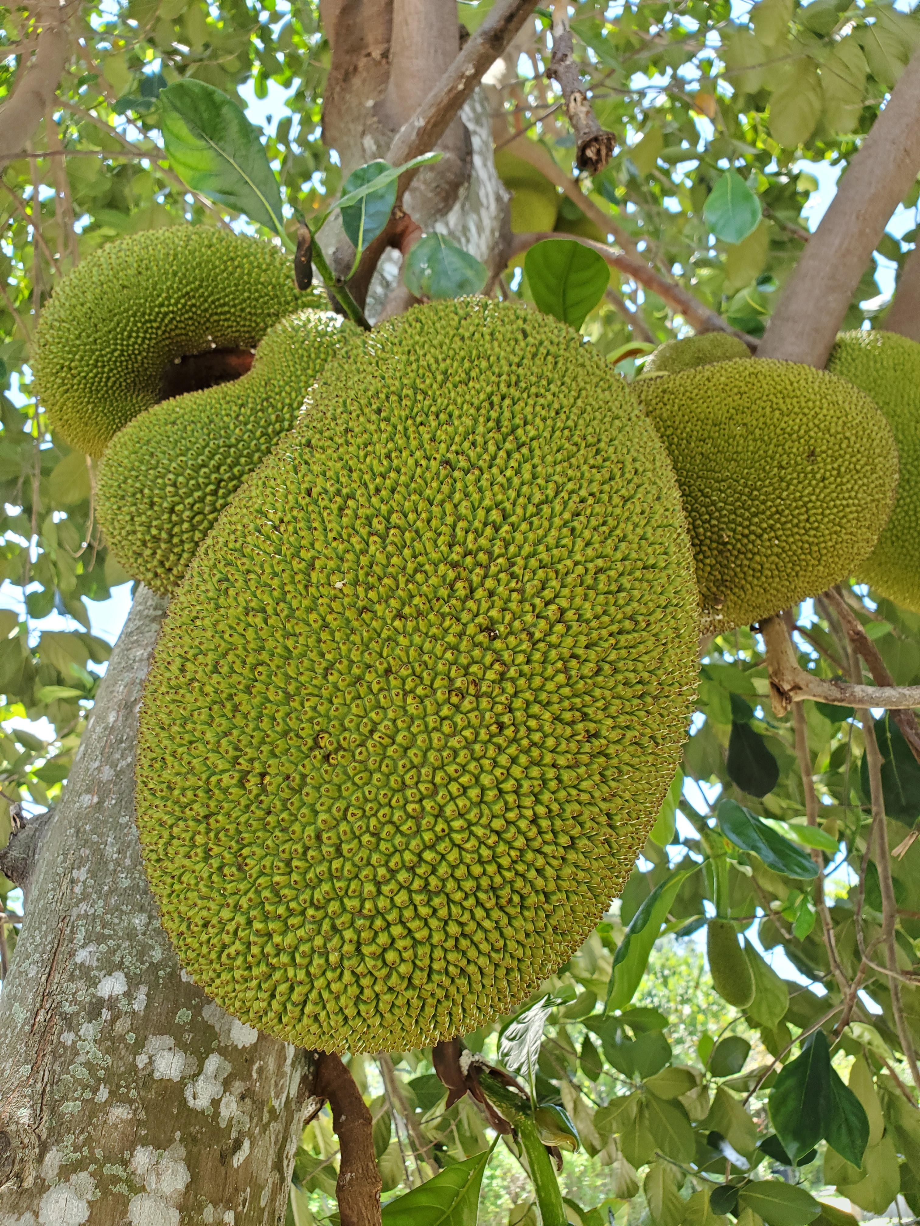 Hit the jackpot! My neighbors tree is full of Jackfruit 🤤 | Scrolller