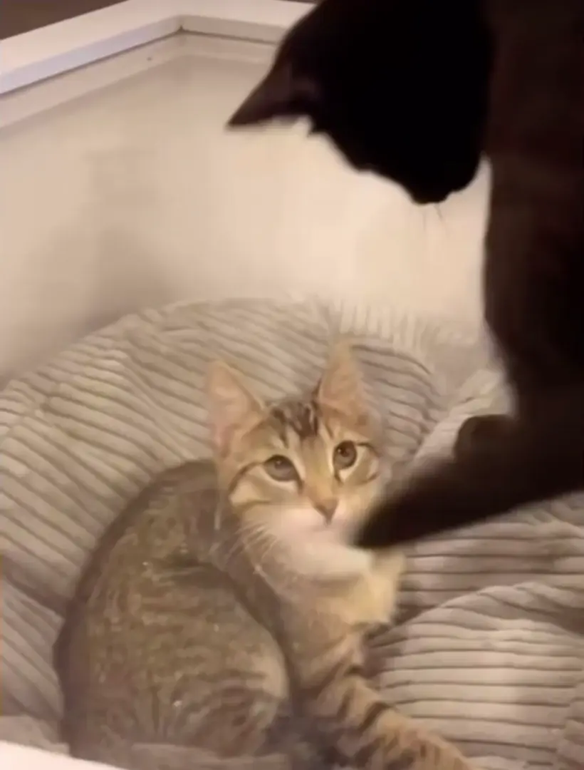 Hitcat Foiled By Victim’s Force Field | Scrolller