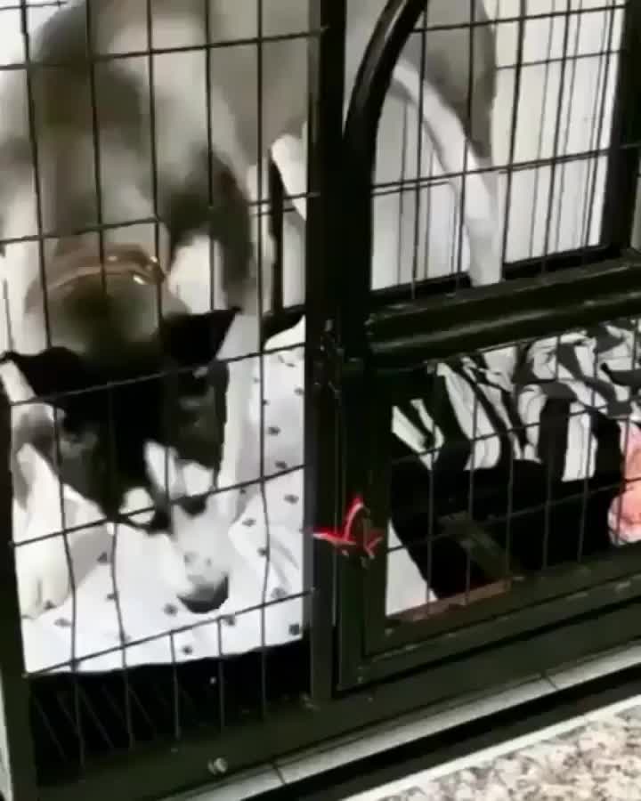 hitdog escapes from prison | Scrolller