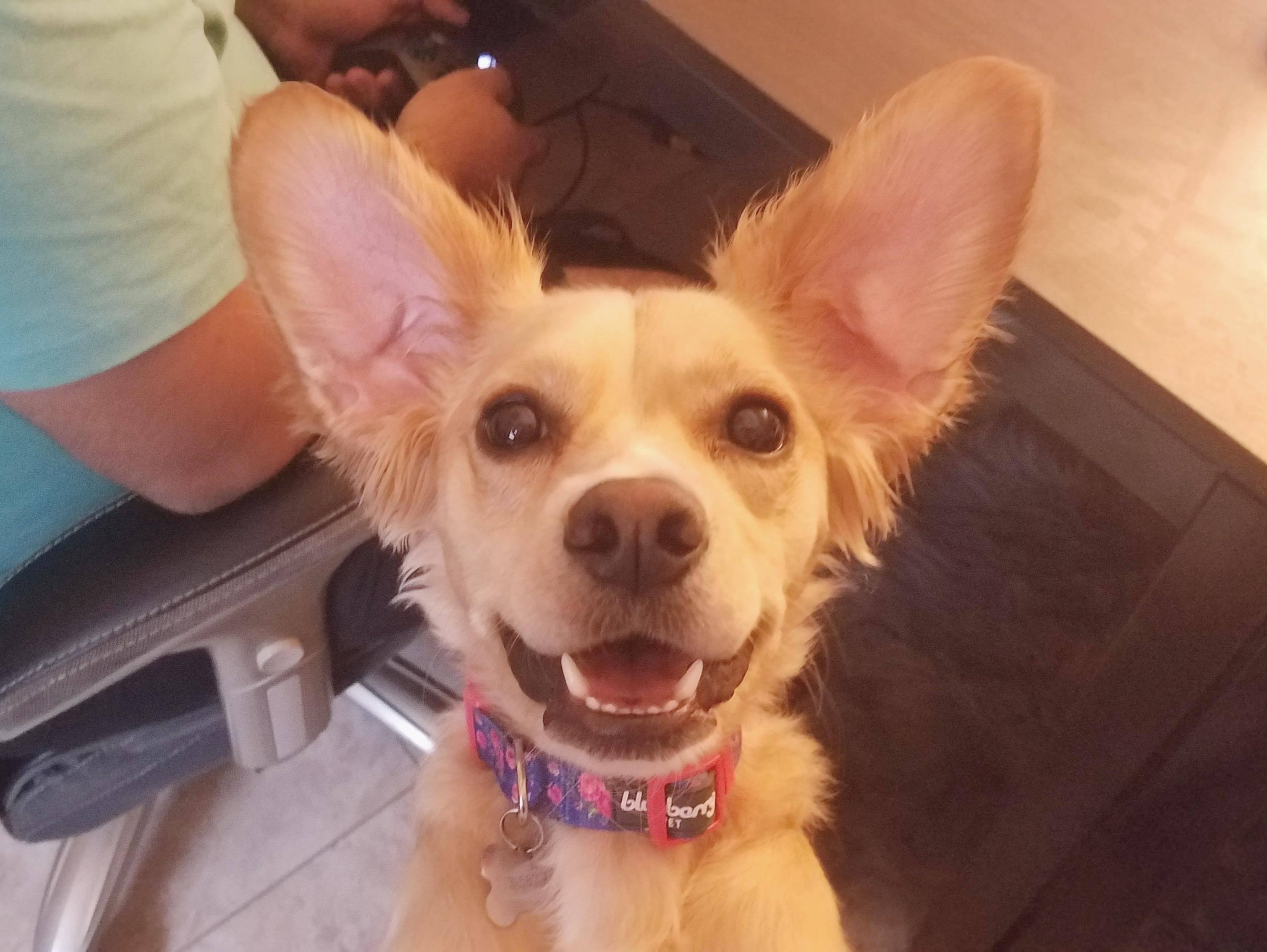 Hiya! Gots any treats? | Scrolller