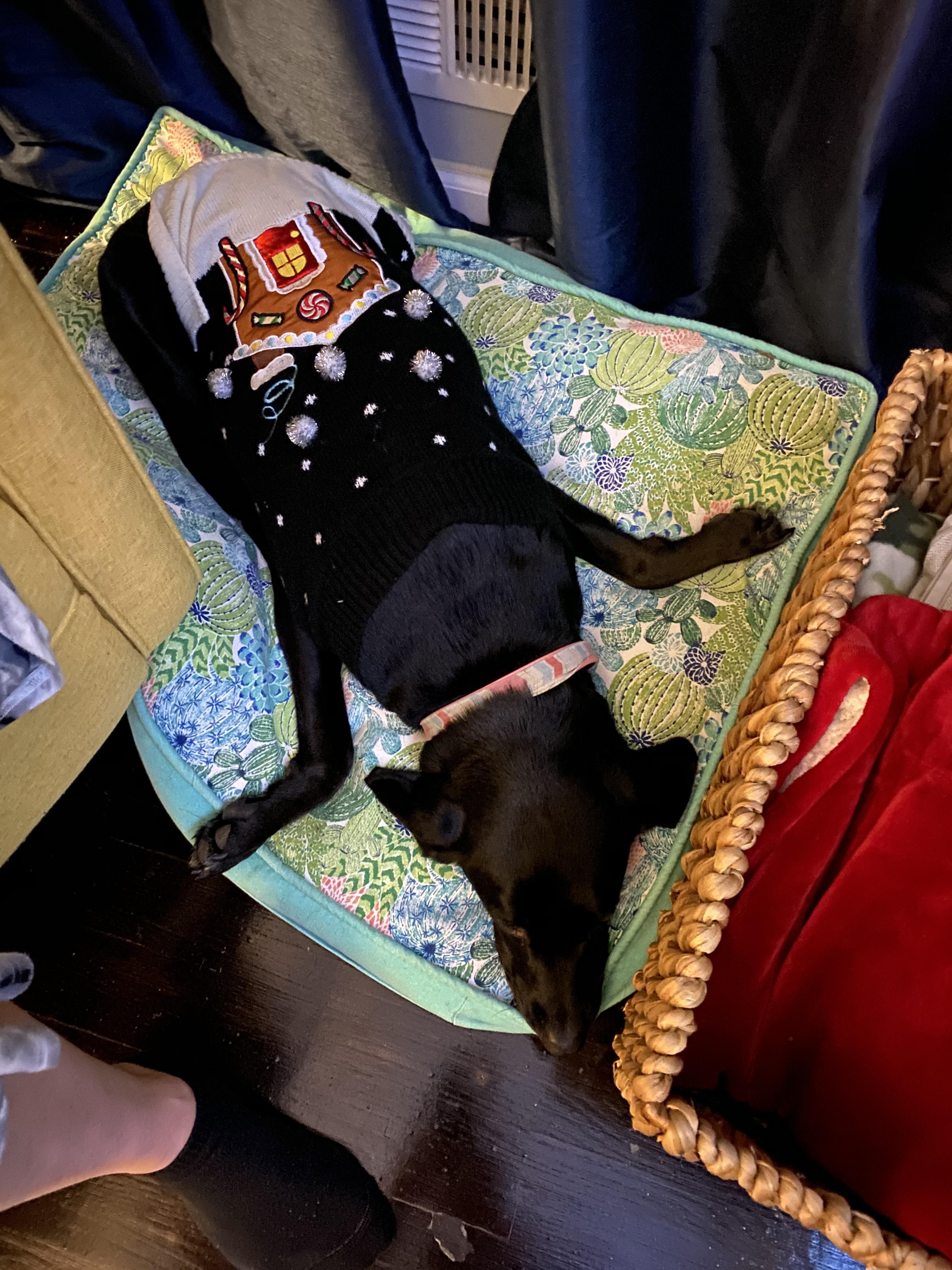 Holiday Sploot | Scrolller