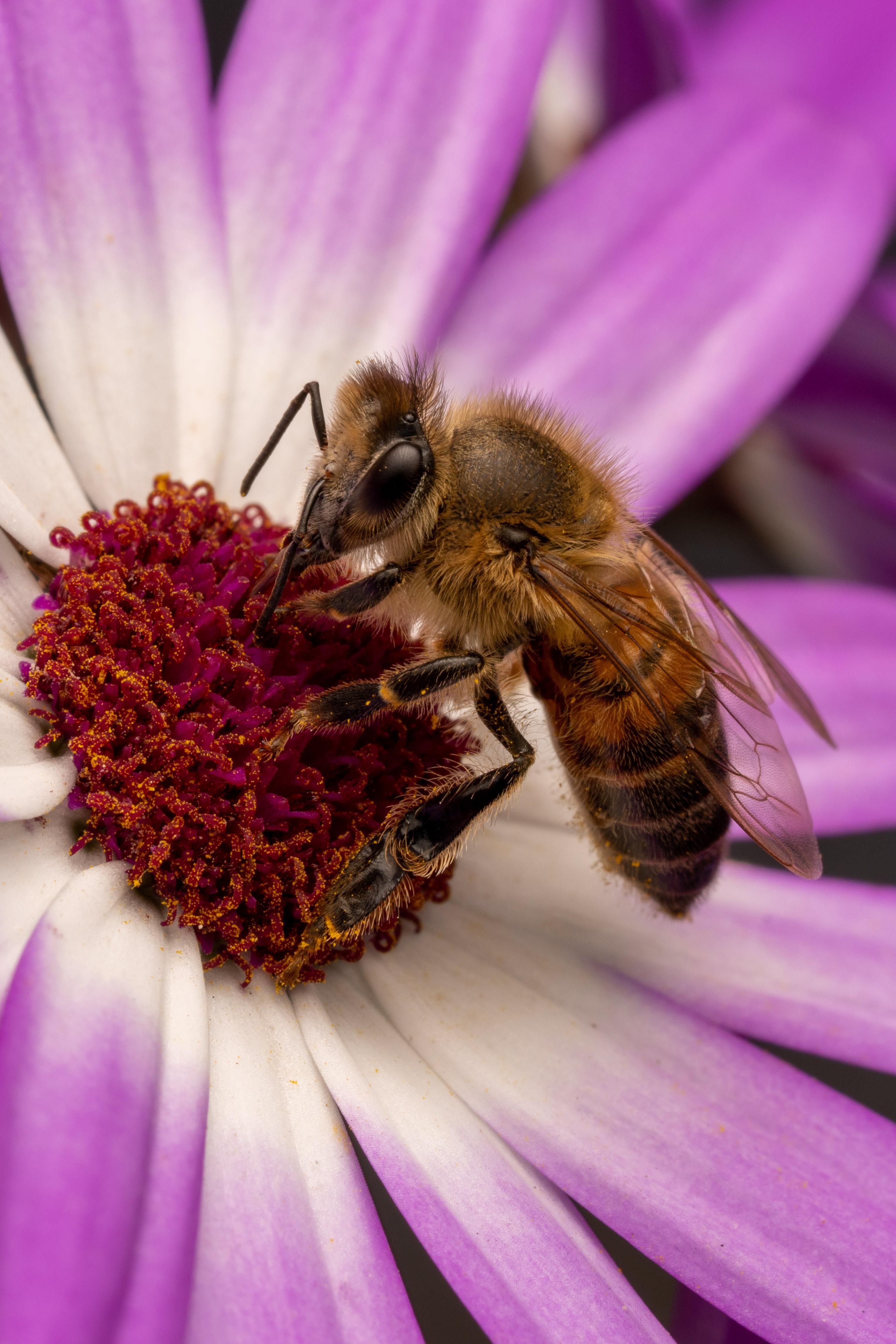 Honey Bee [OC] | Scrolller