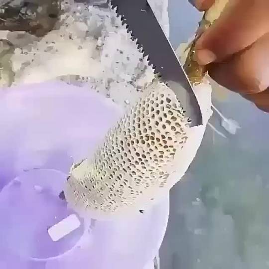 Honeycomb [636x636] | Scrolller