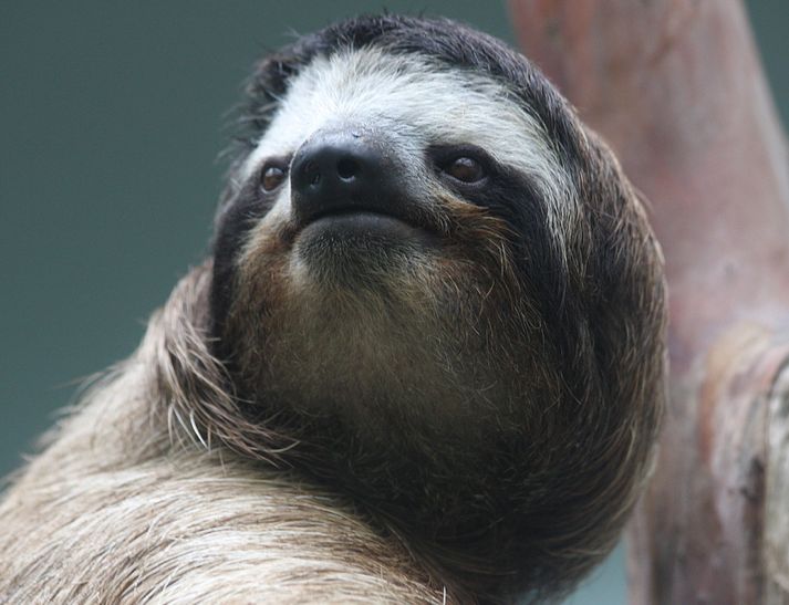 Hope. Passion. Inspiration. Sloth. | Scrolller