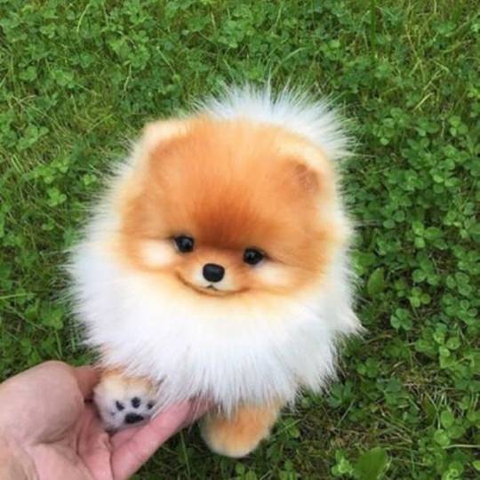Hope this little fluff ball makes your day. | Scrolller
