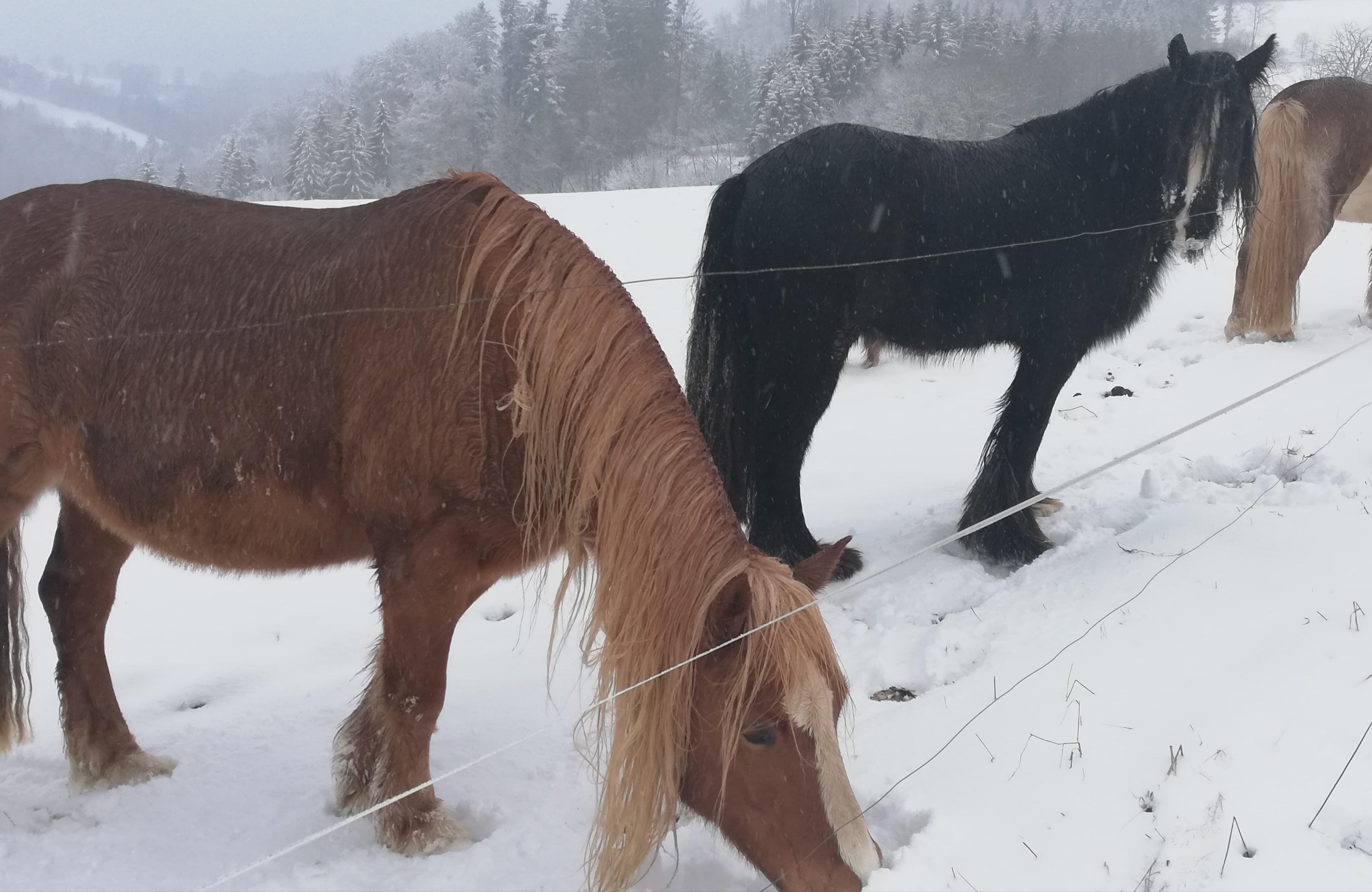 Horse gang | Scrolller