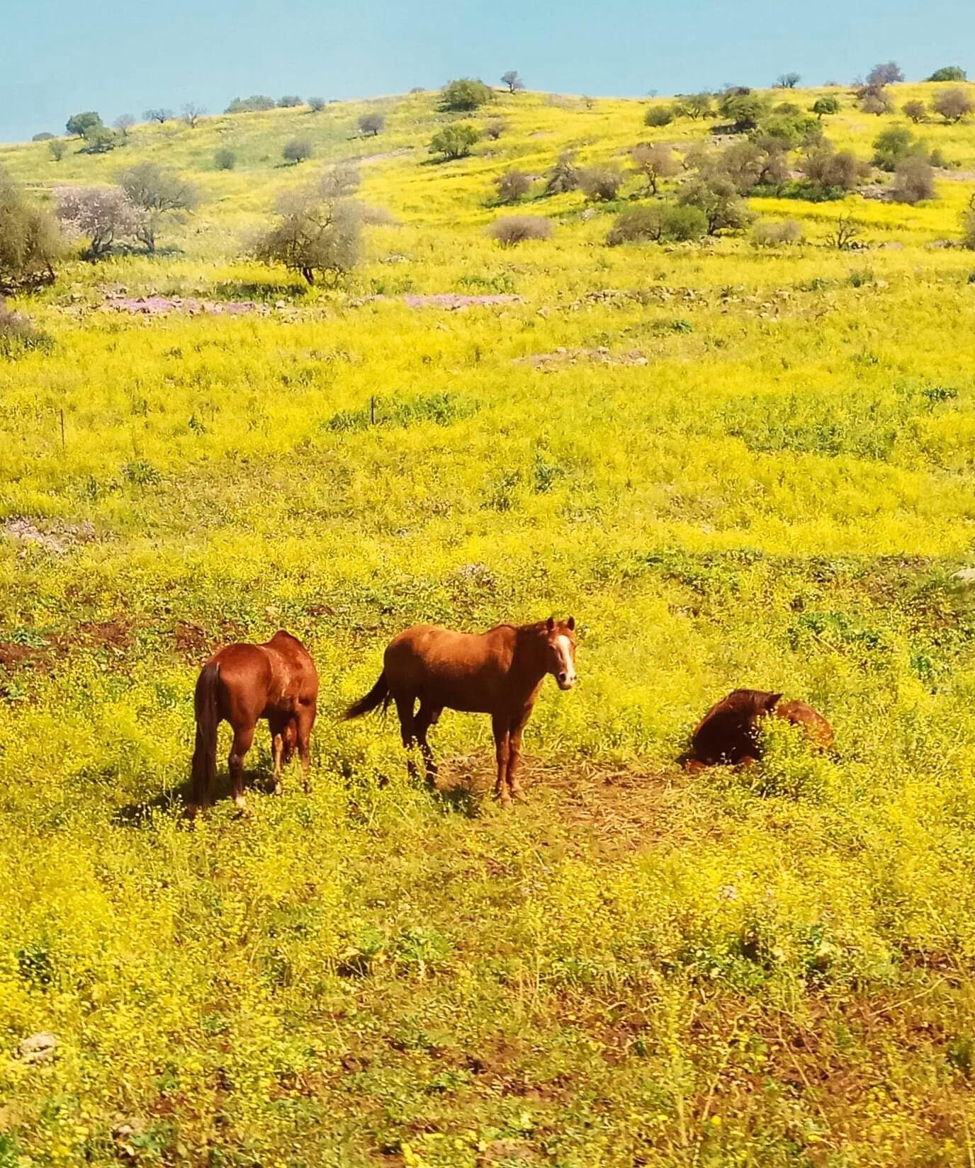 Horses catching Sun in the Golan | Scrolller