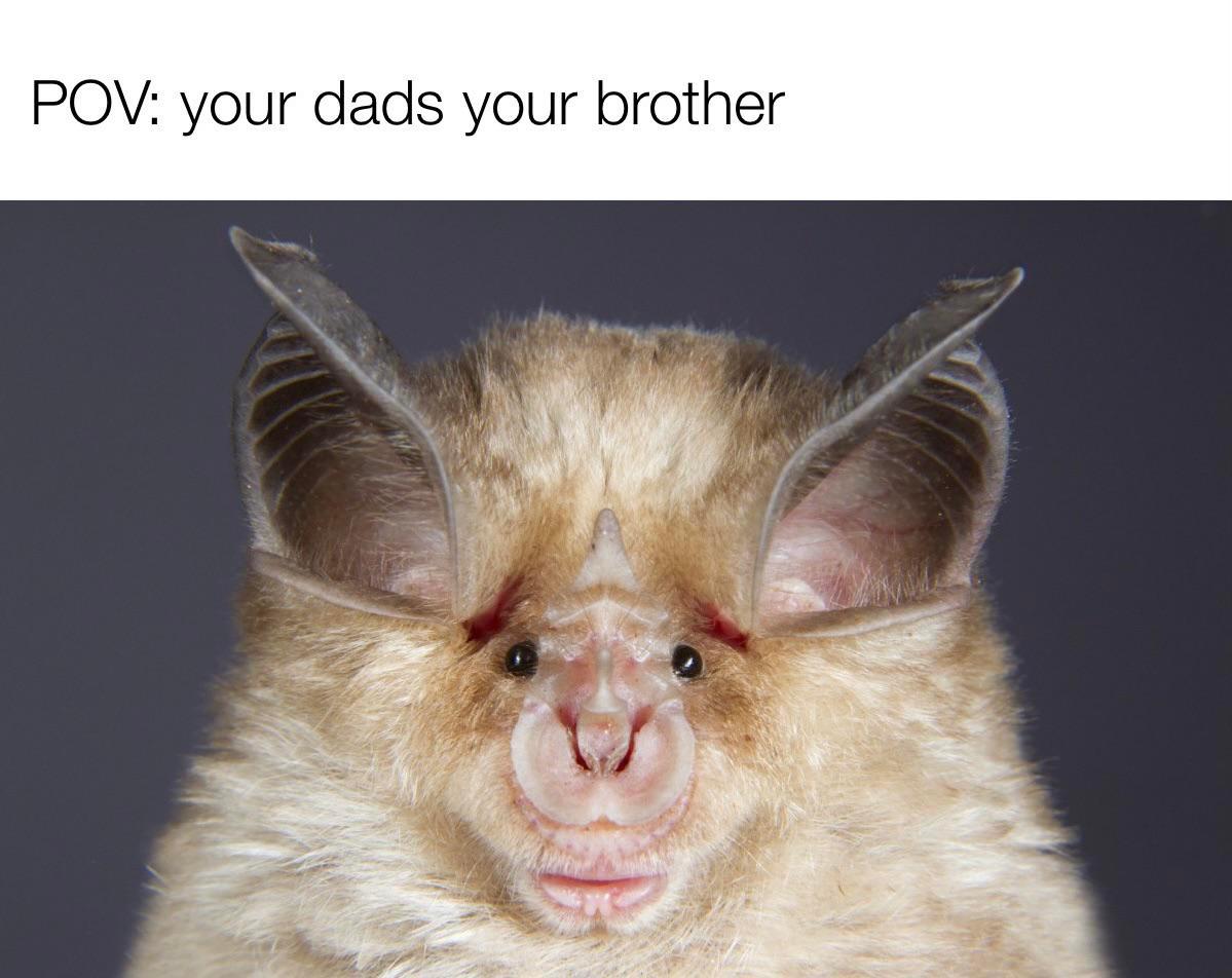 Horseshoe bat | Scrolller