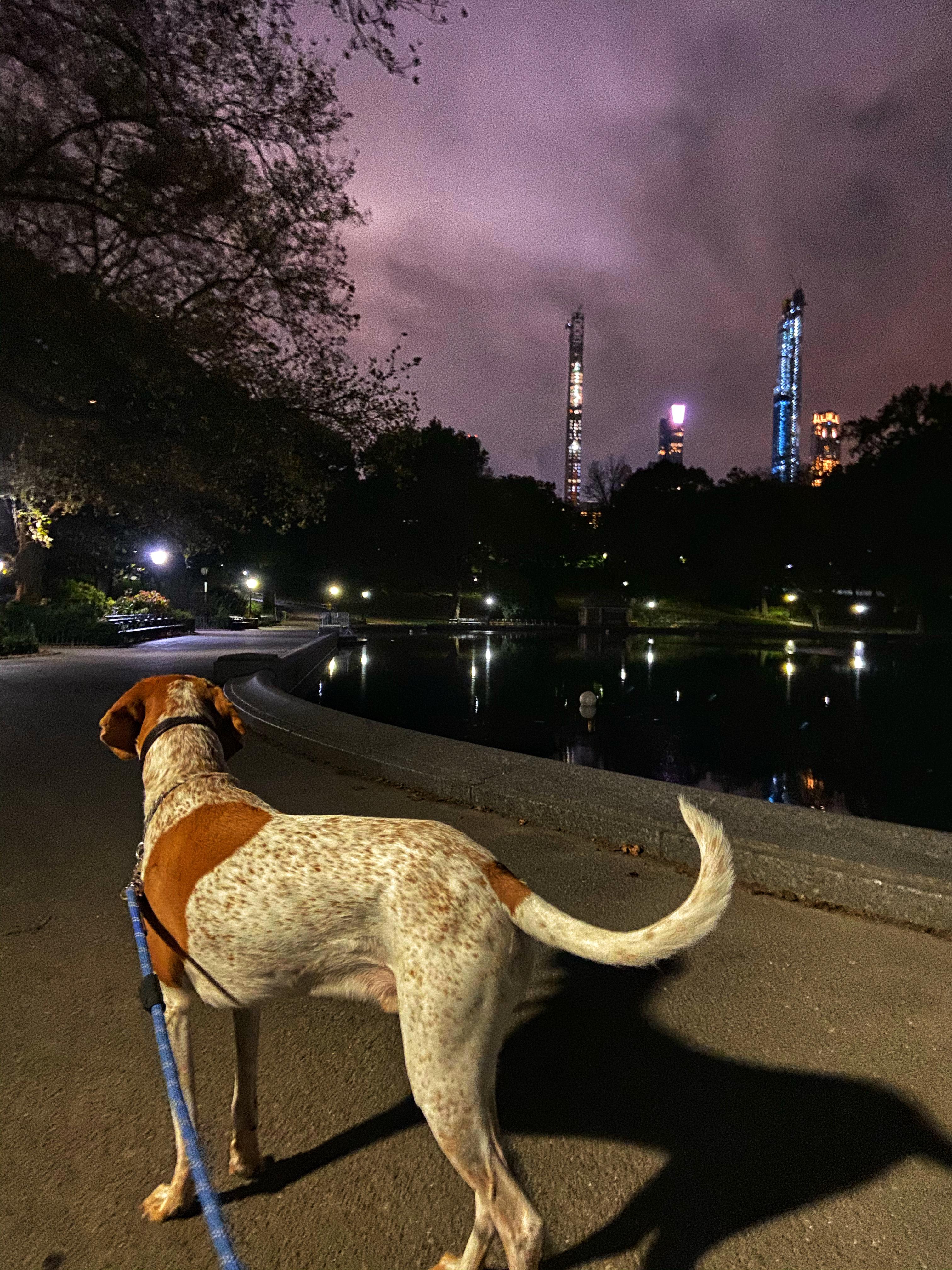 Hound In The City | Scrolller