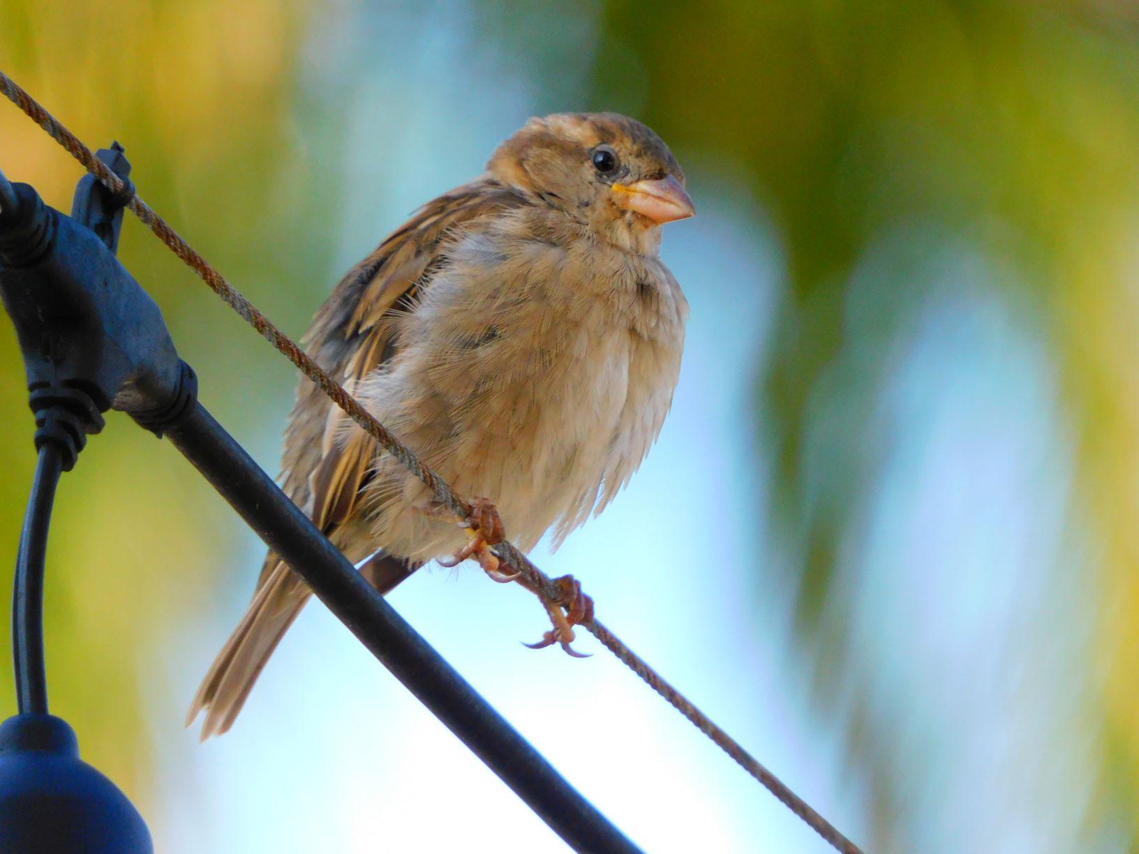 House Sparrow | Scrolller