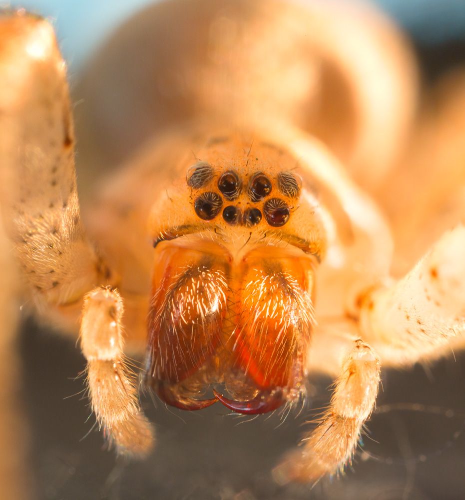 House spider | Scrolller