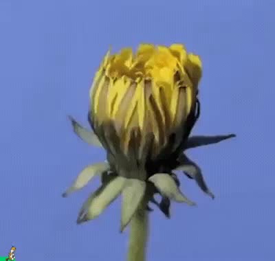 How a dandelion transforms | Scrolller